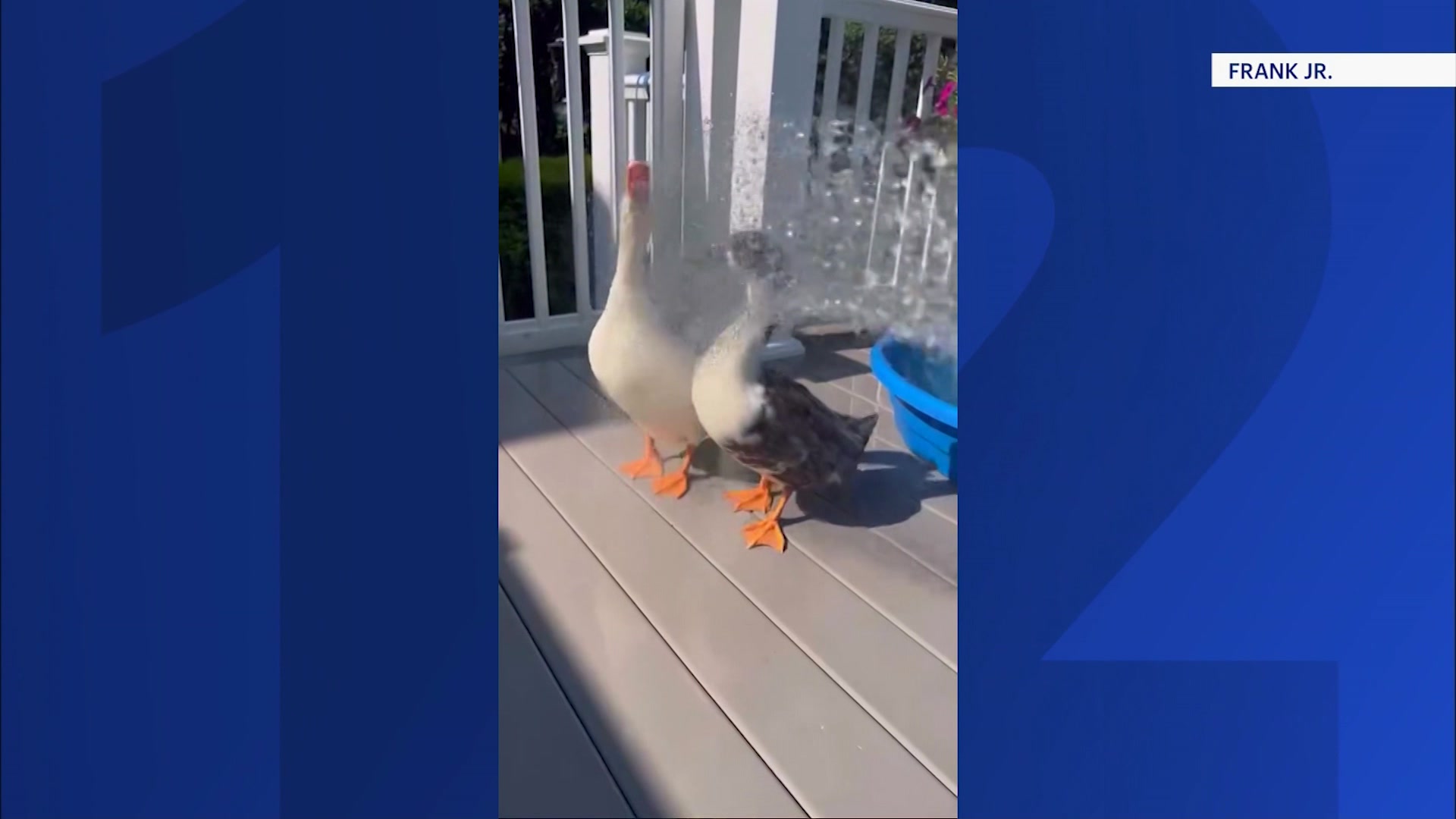 News 12 | New York | Viewer keeps ducks cool during extreme heat in ...