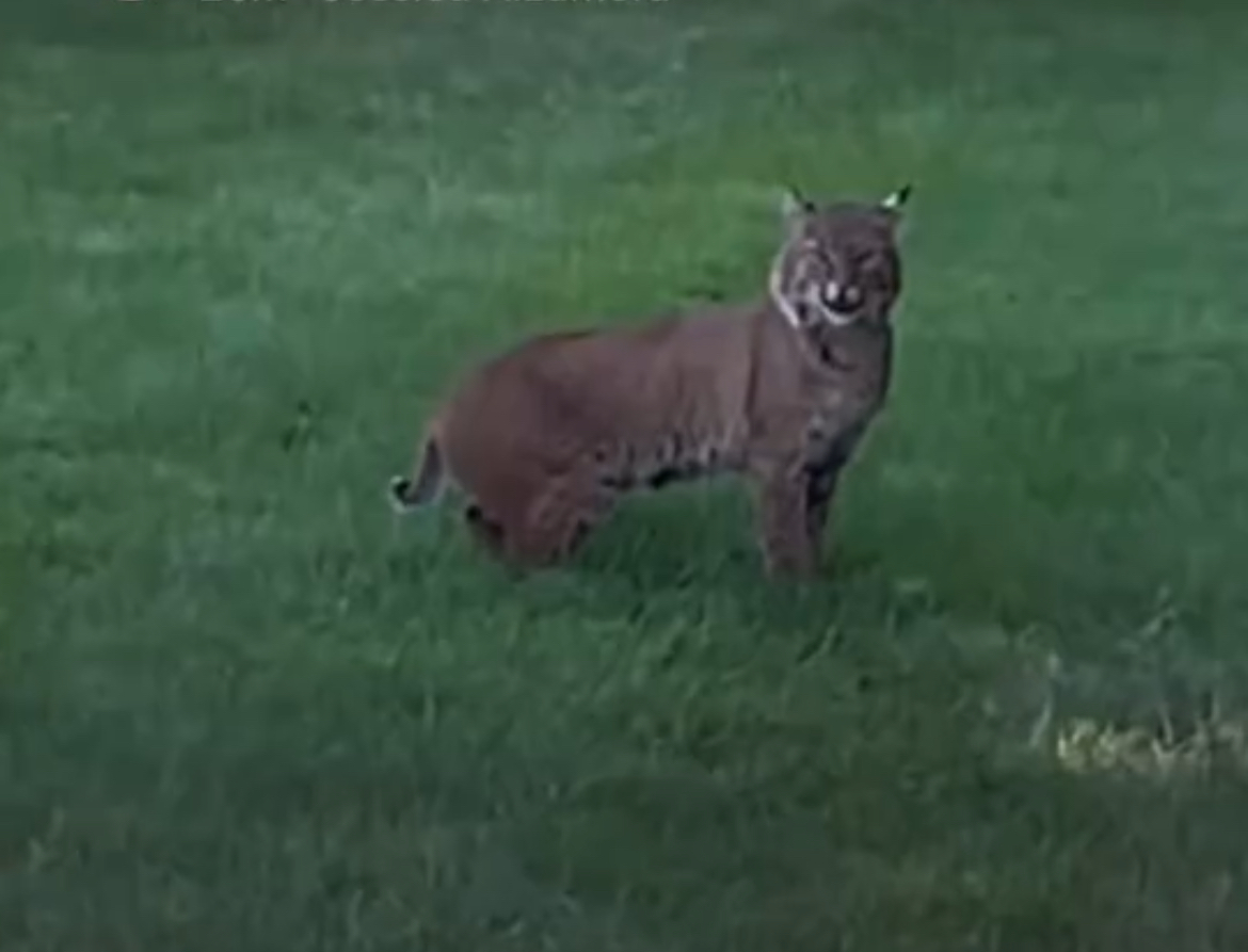 News 12 | Hudson Valley | Bobcat spotted by News 12 viewer in Sugar Loaf