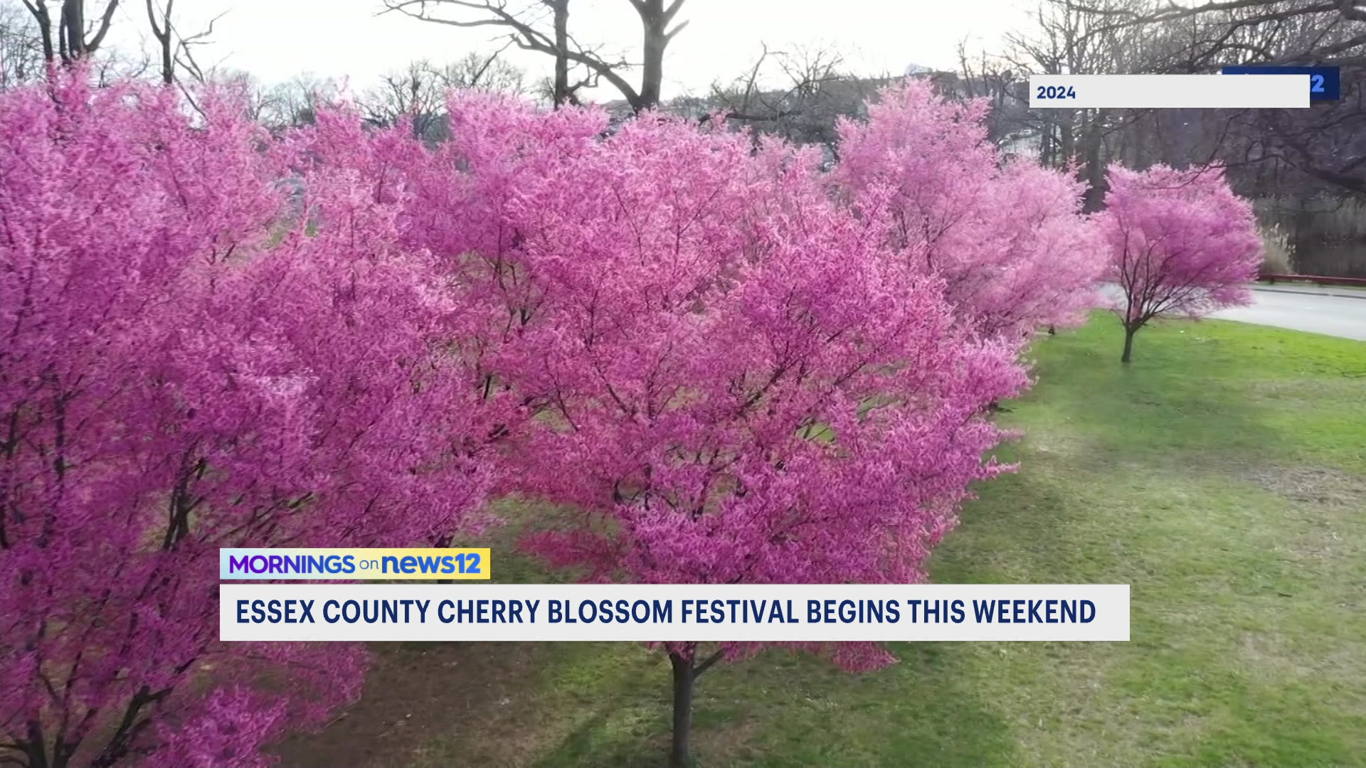 News 12 | New Jersey | Cherry Blossom Festival Returns To Branch Brook Park