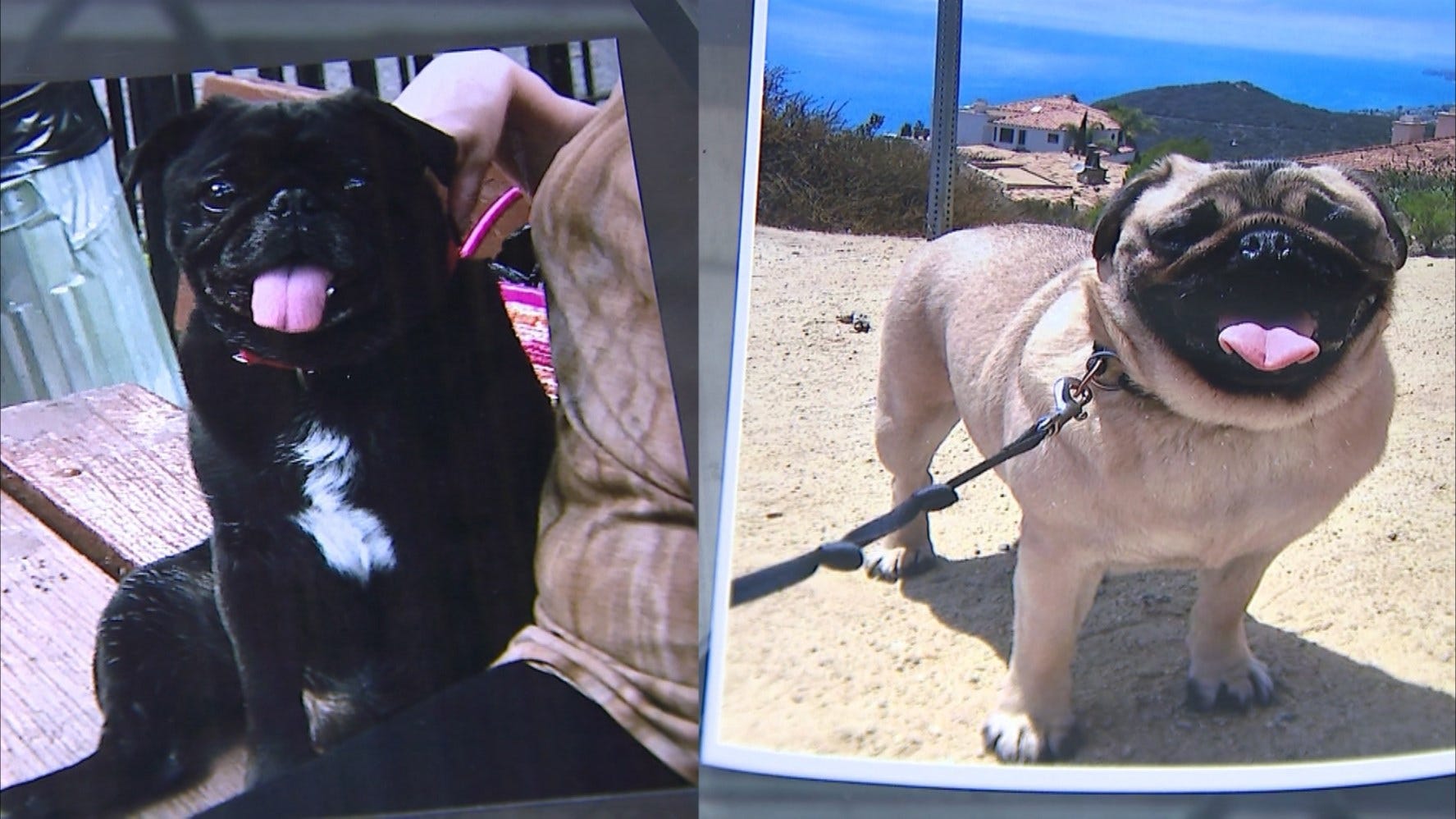 Police seek public’s help locating 2 pugs stolen from car