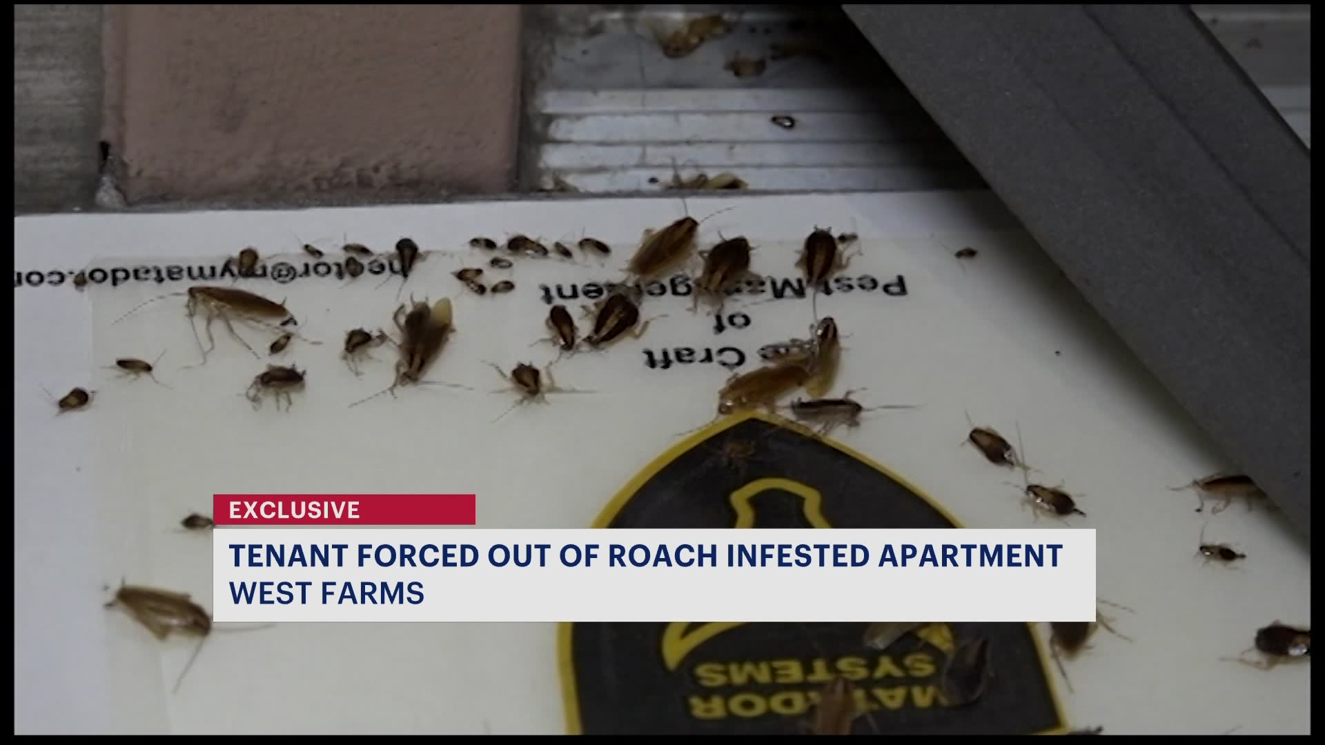 Exclusive: Cockroach Infestation forces Bronx mother out of her home