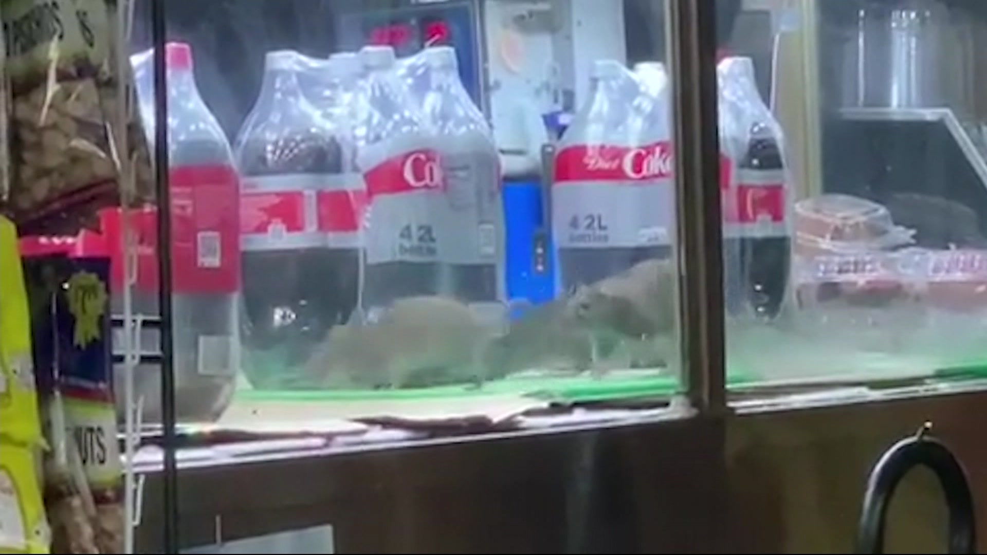 Cellphone video shows rats scurrying inside Norwood deli; owner says ...