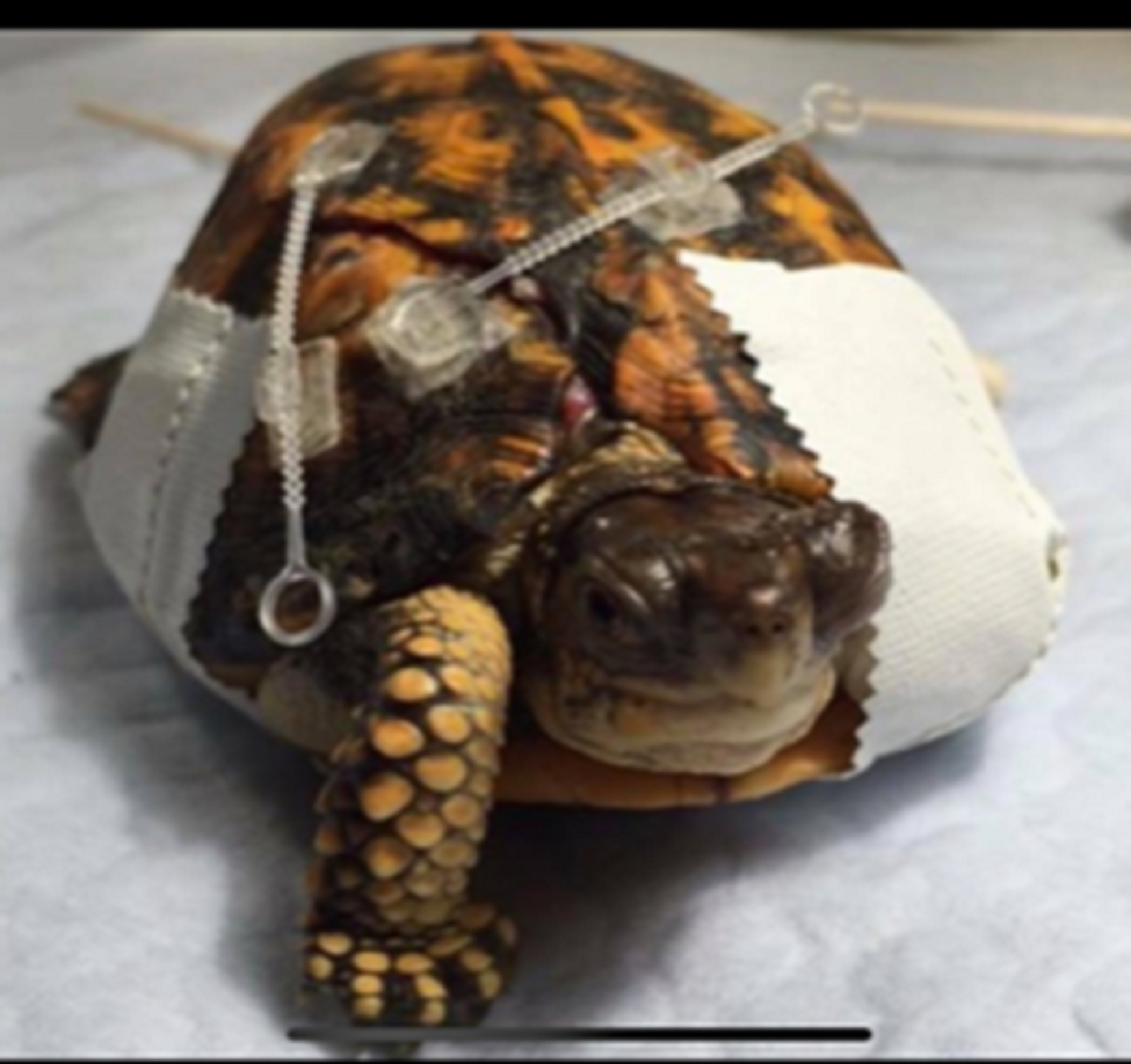 News 12 | Long Island | Turtle Rescue Of The Hamptons Celebrates 10 Years