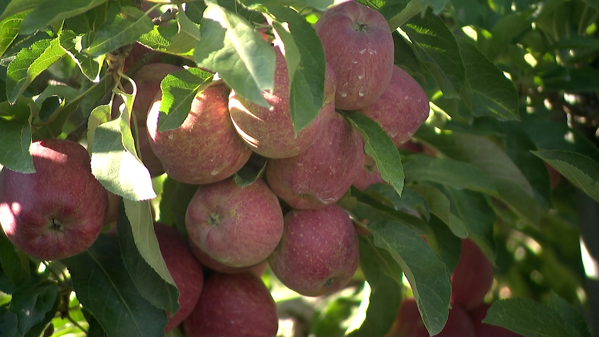 News 12 | New Jersey | Farmer: Recent drought will cause apples to look ...