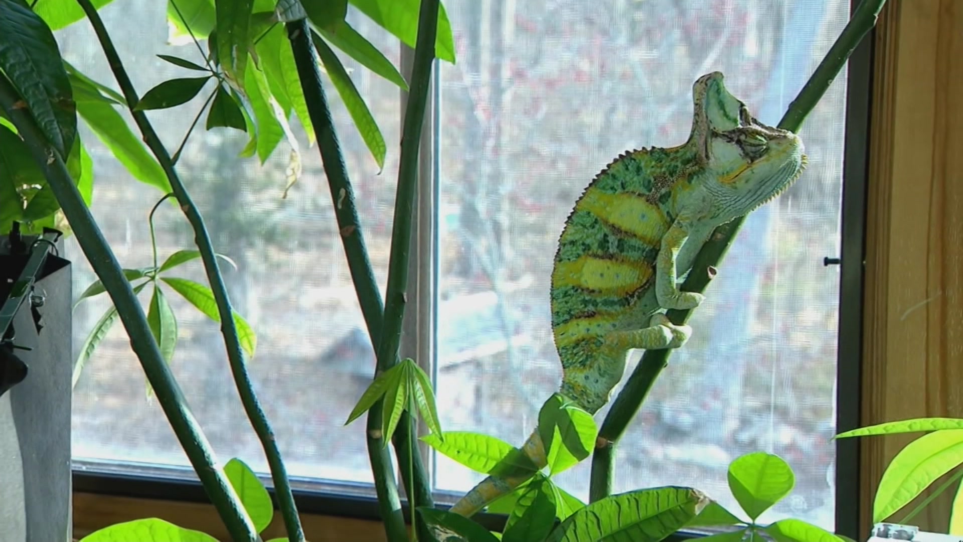 Darien Nature Center hopes public will give the gift of animal ...