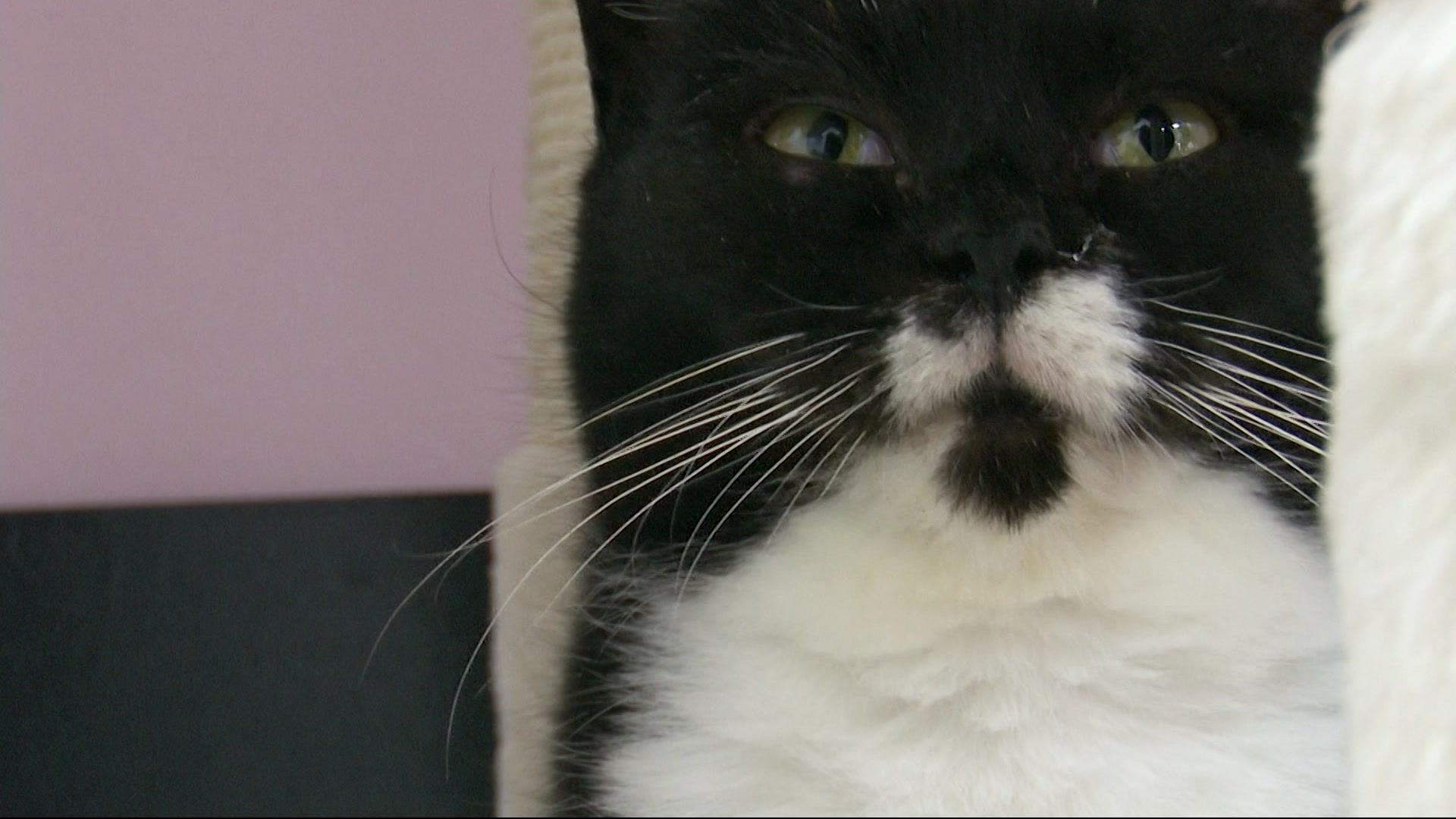 News 12 | Westchester | We Re Open Beans Cat Cafe