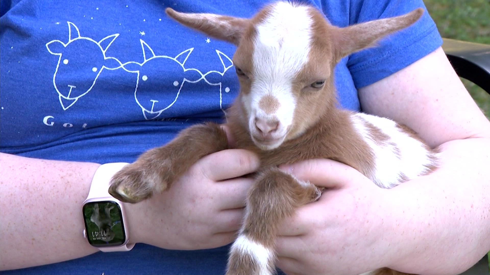 News 12 | Bronx | Experience Joy And Cuddles At Got Your Goat Farm In ...