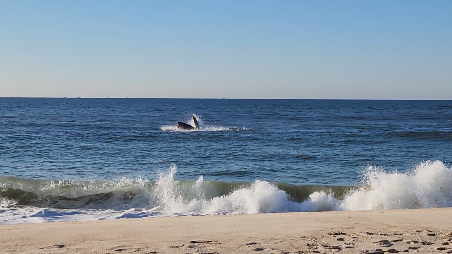 ALERT CENTER: Viewer captures photos of humpback whales off Southampton ...