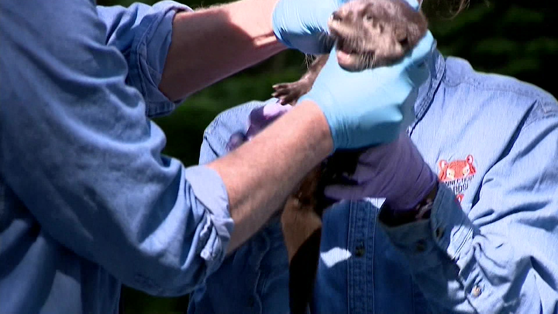 4 new otter pups make debut at Beardsley Zoo during vet check