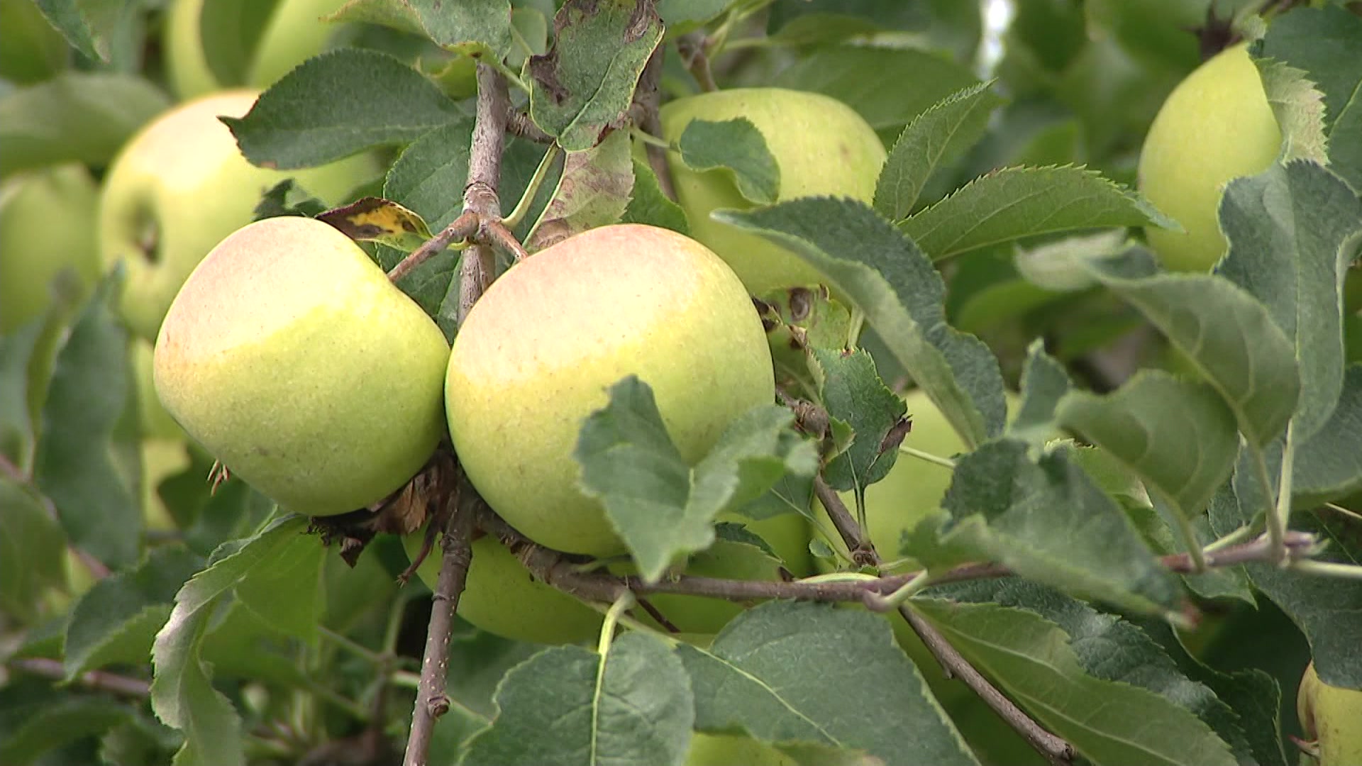 East End: Woodside Orchards