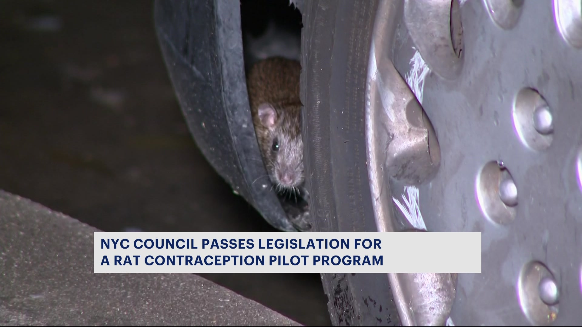 City Council passes legislation for rat contraception pilot program