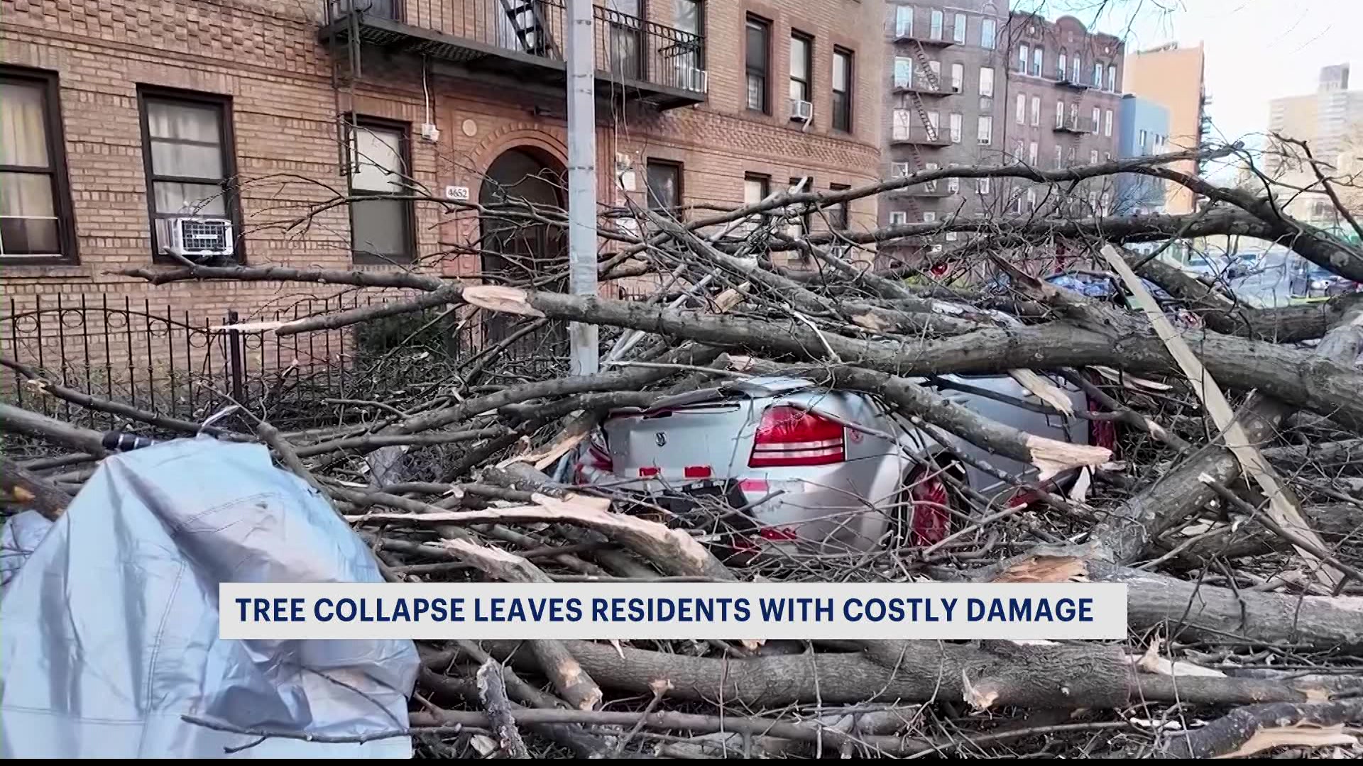 Massive tree collapse in Riverdale leaves residents with costly damage