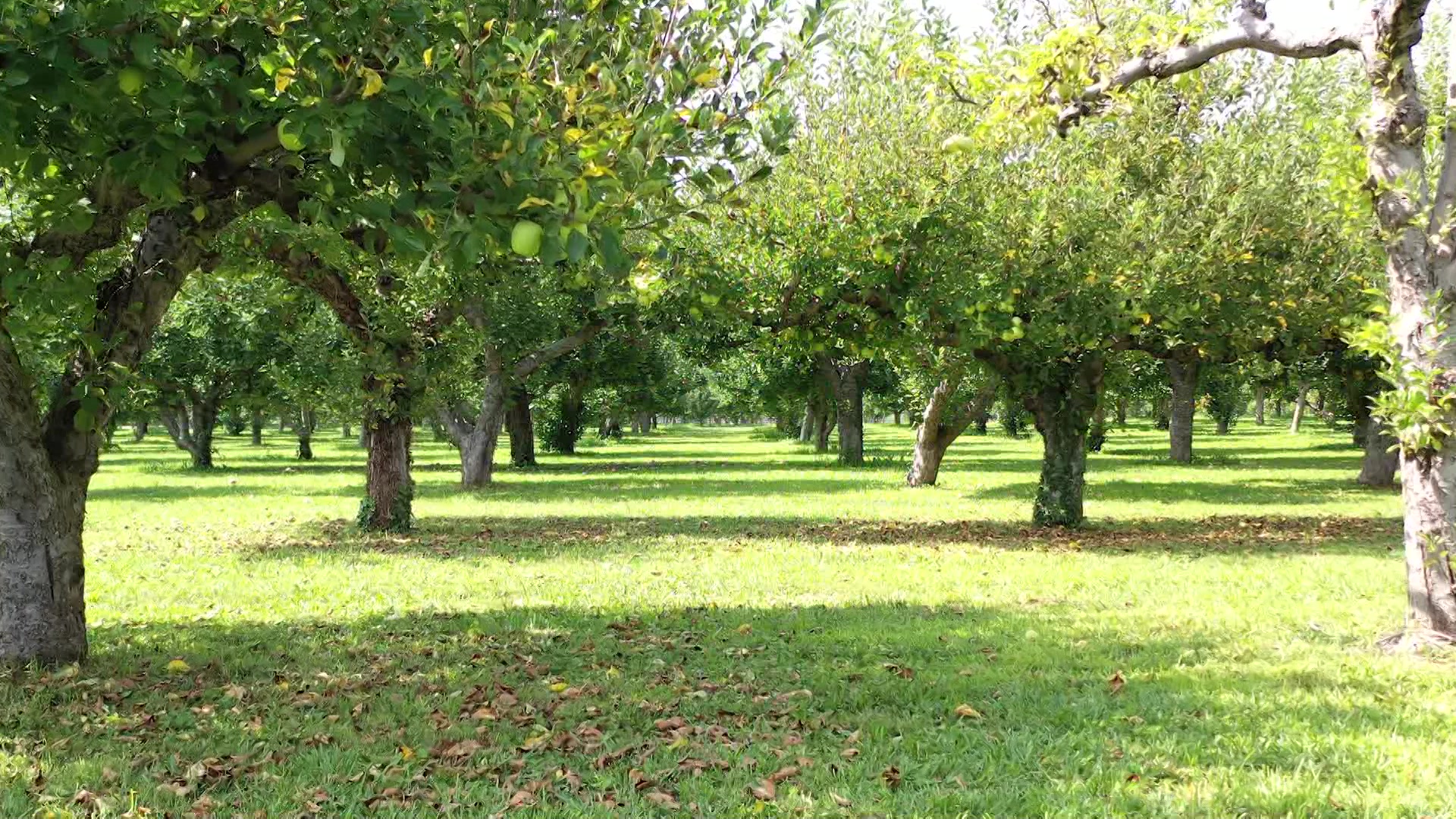 News 12 | Hudson Valley | The East End Breeze Hill Farm