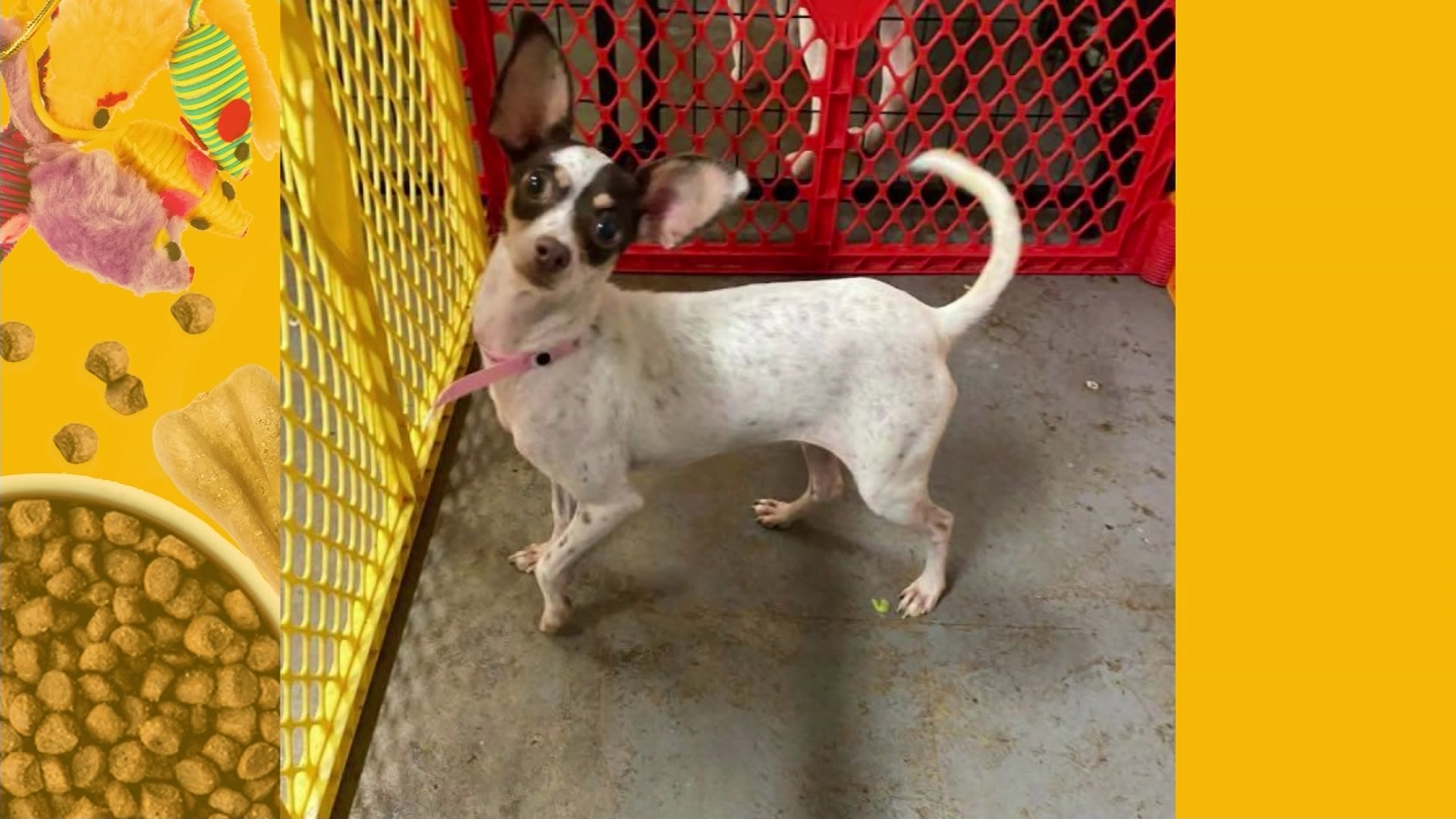 Paws & Pals: Dogs up for adoption at Ruff House Rescue on Nov. 12