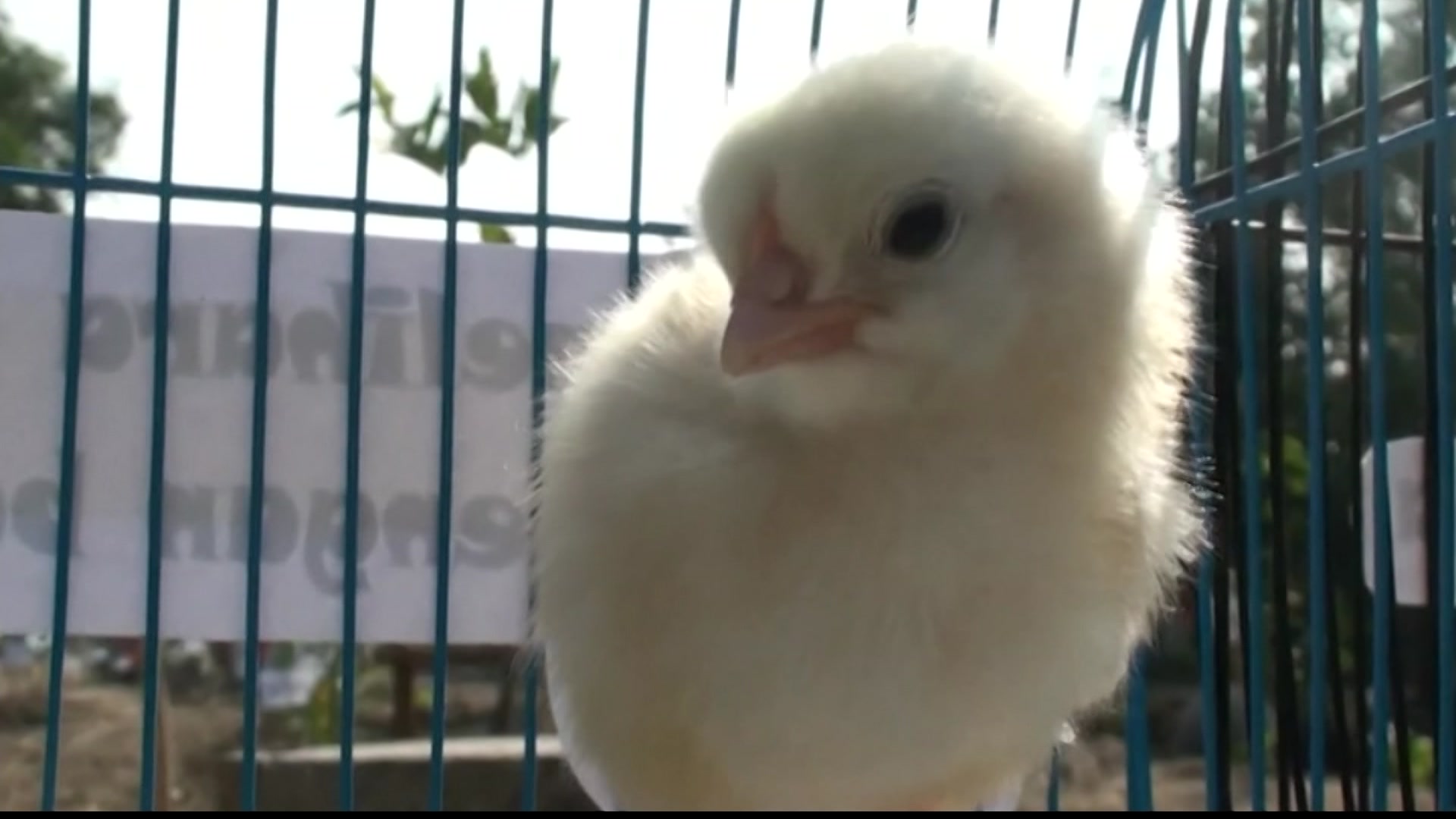 News 12 | Connecticut | 'These animals are not props.' 3 Suffolk ...