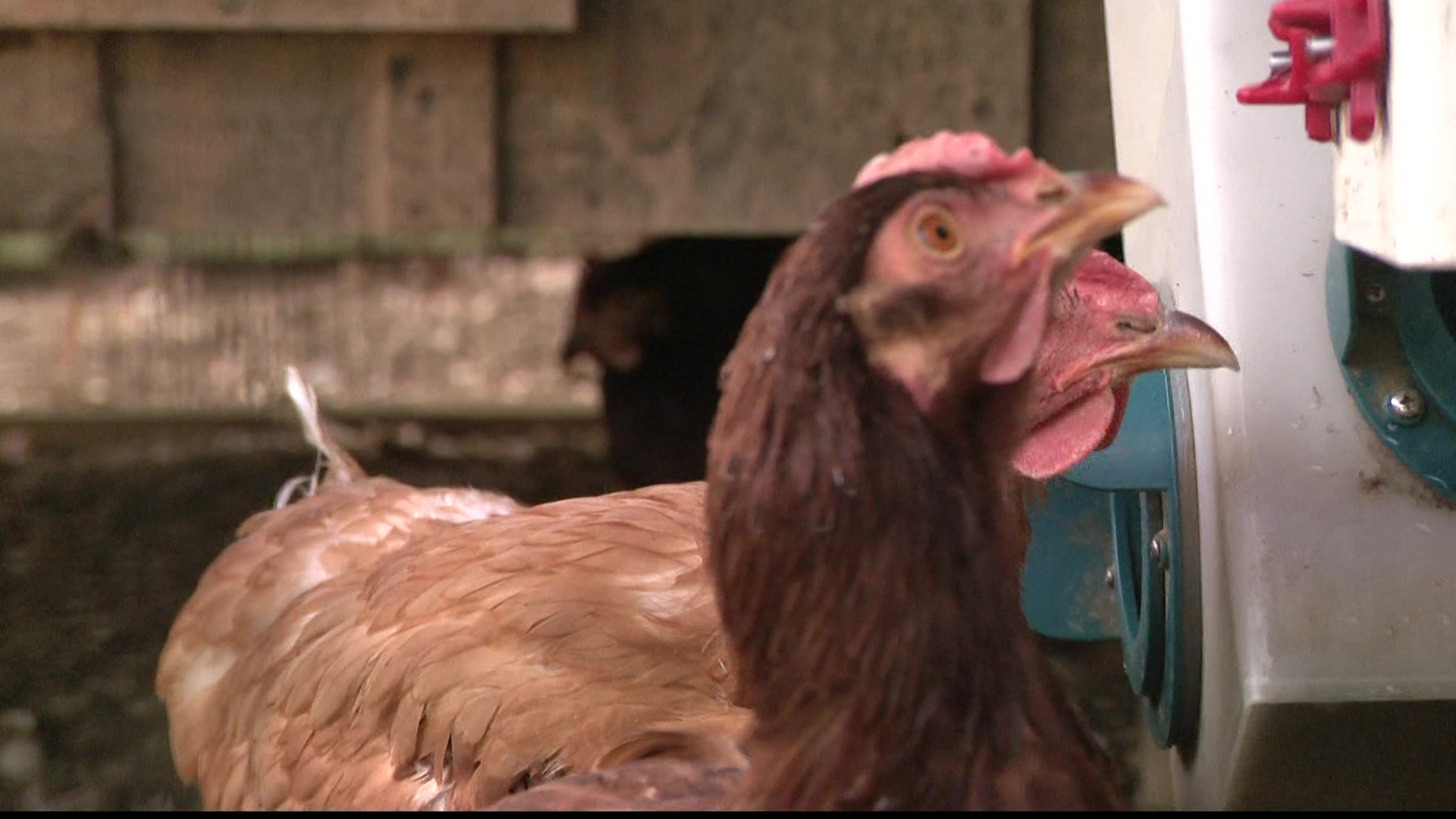 News 12 | Bronx | West Babylon Family Turns To Raising Chickens To Beat ...