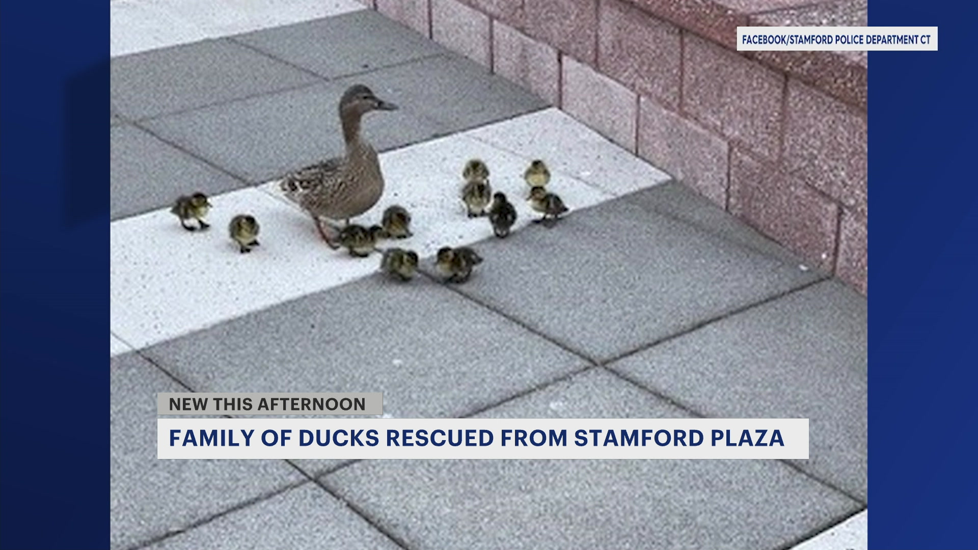 Stamford employees rescue baby ducks
