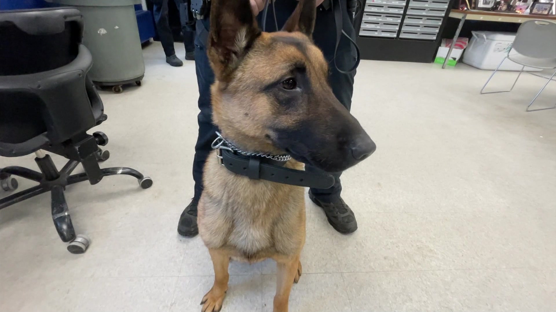 New K-9 body armor coming to the Bridgeport Police Department