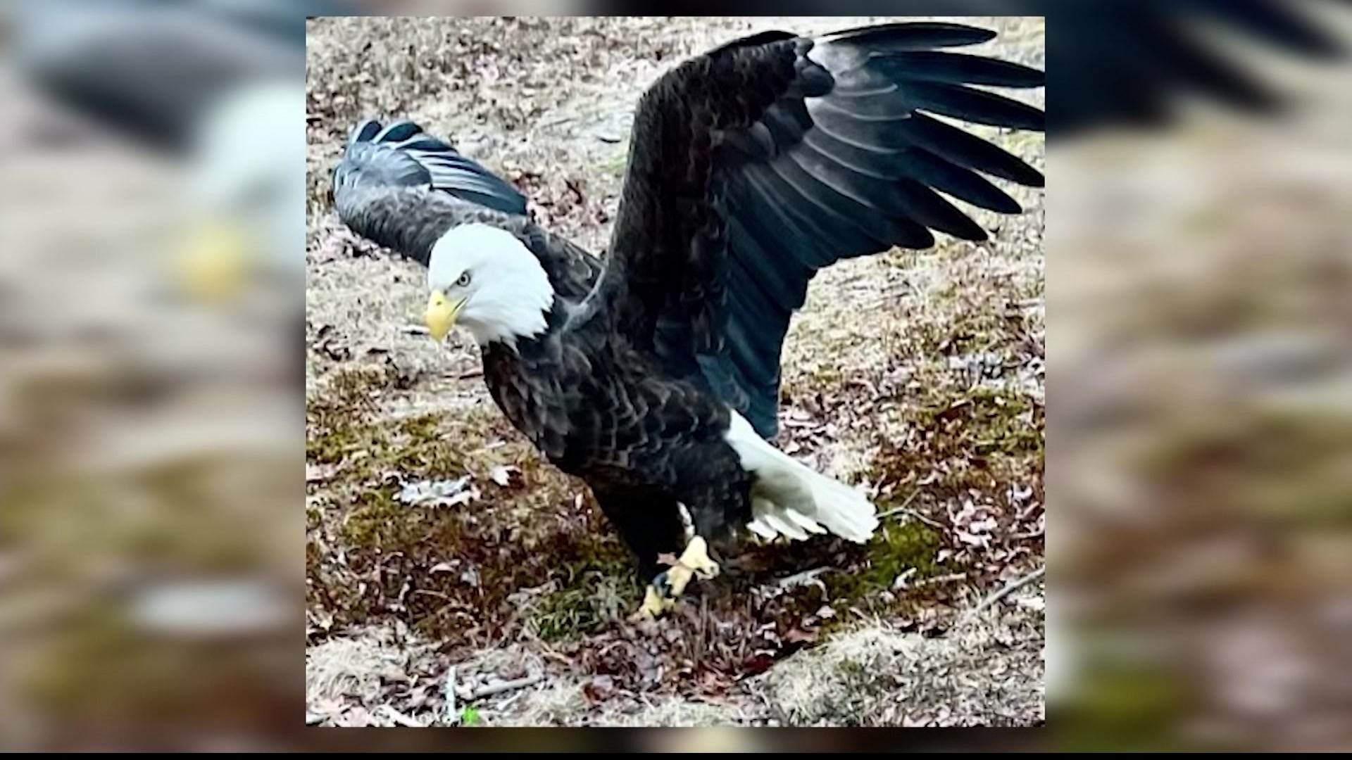 Bald eagle found in Brookhaven humanely euthanized as avian flu spreads ...