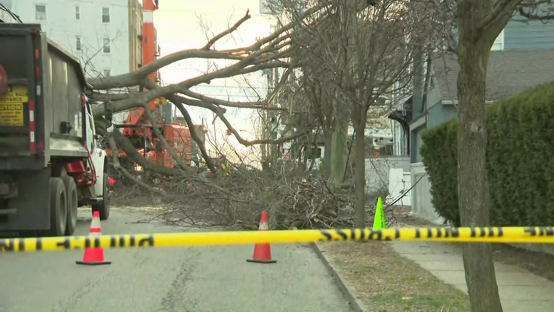 Fallen tree takes down power lines in Mount Vernon