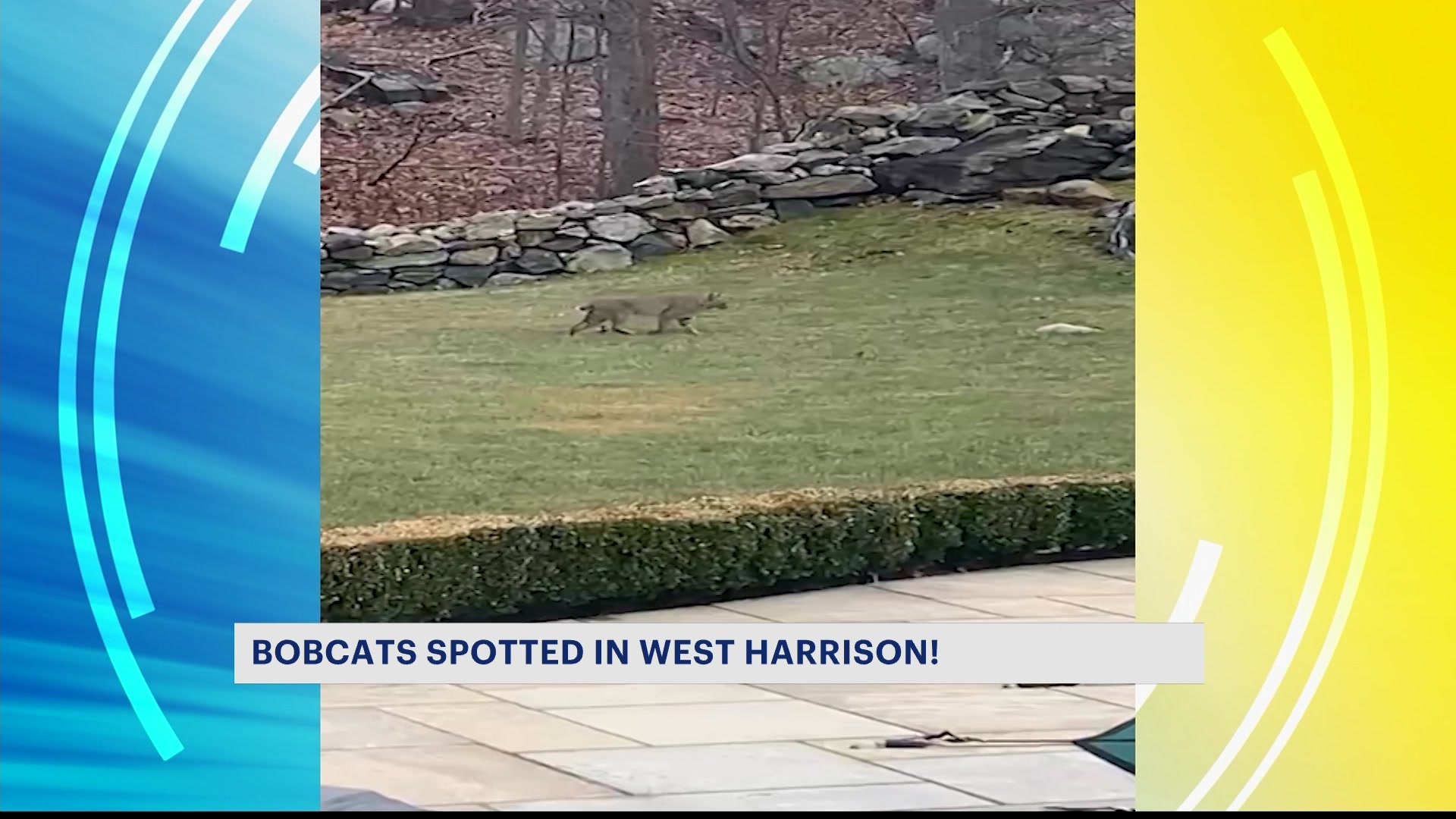 Headlines: Bobcats spotted in West Harrison, stabbing arrest ...
