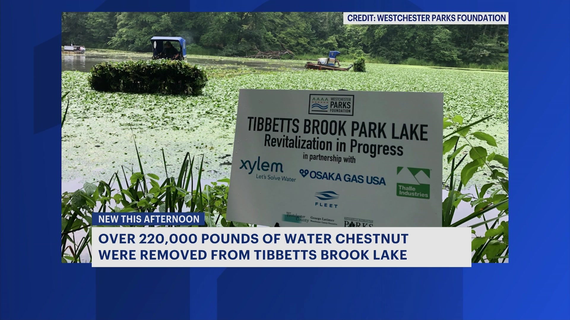 More than 220,000 pounds of water chestnuts, other invasive species ...