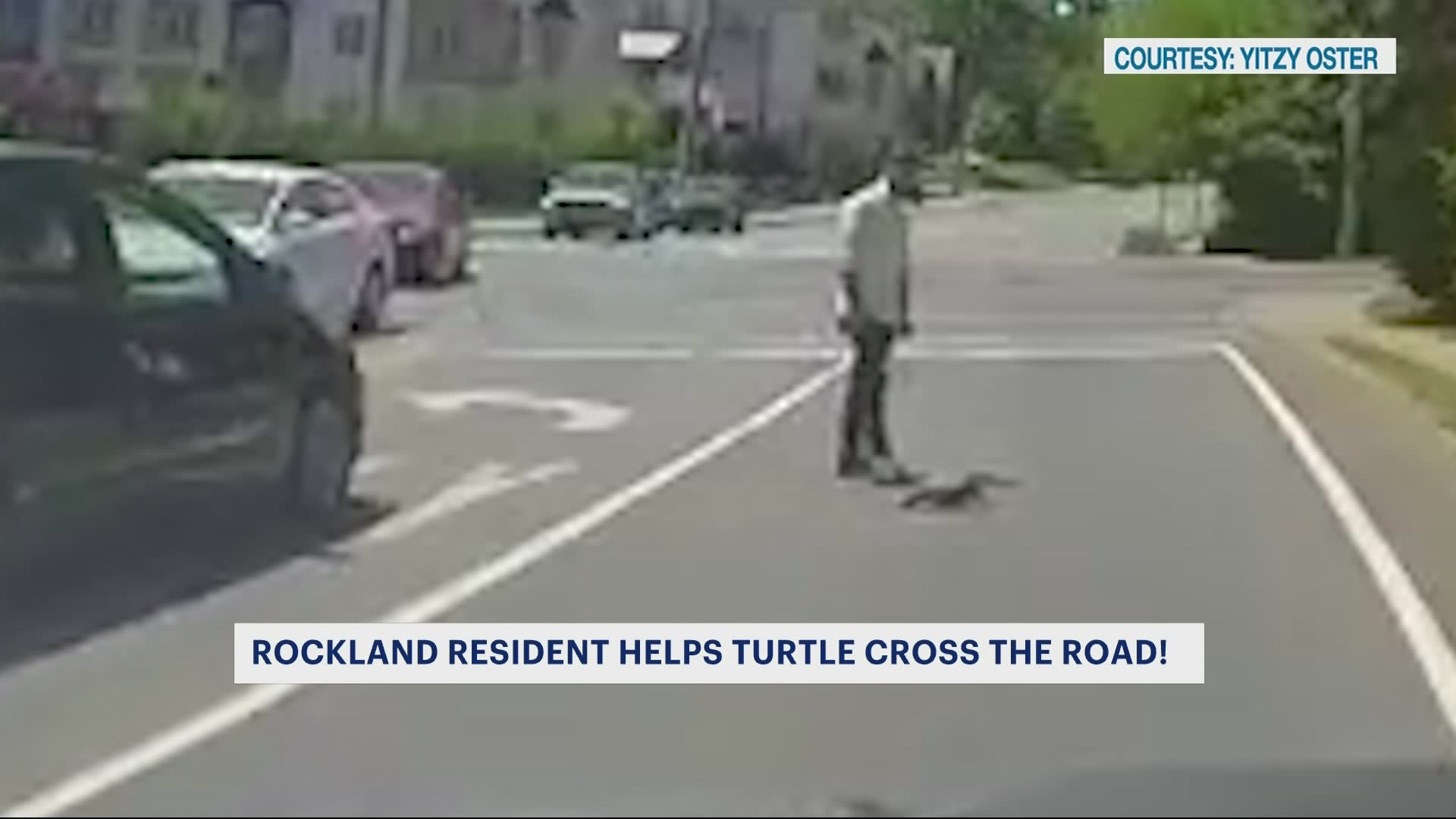Dash cam video captures Monsey resident helping turtle cross the road