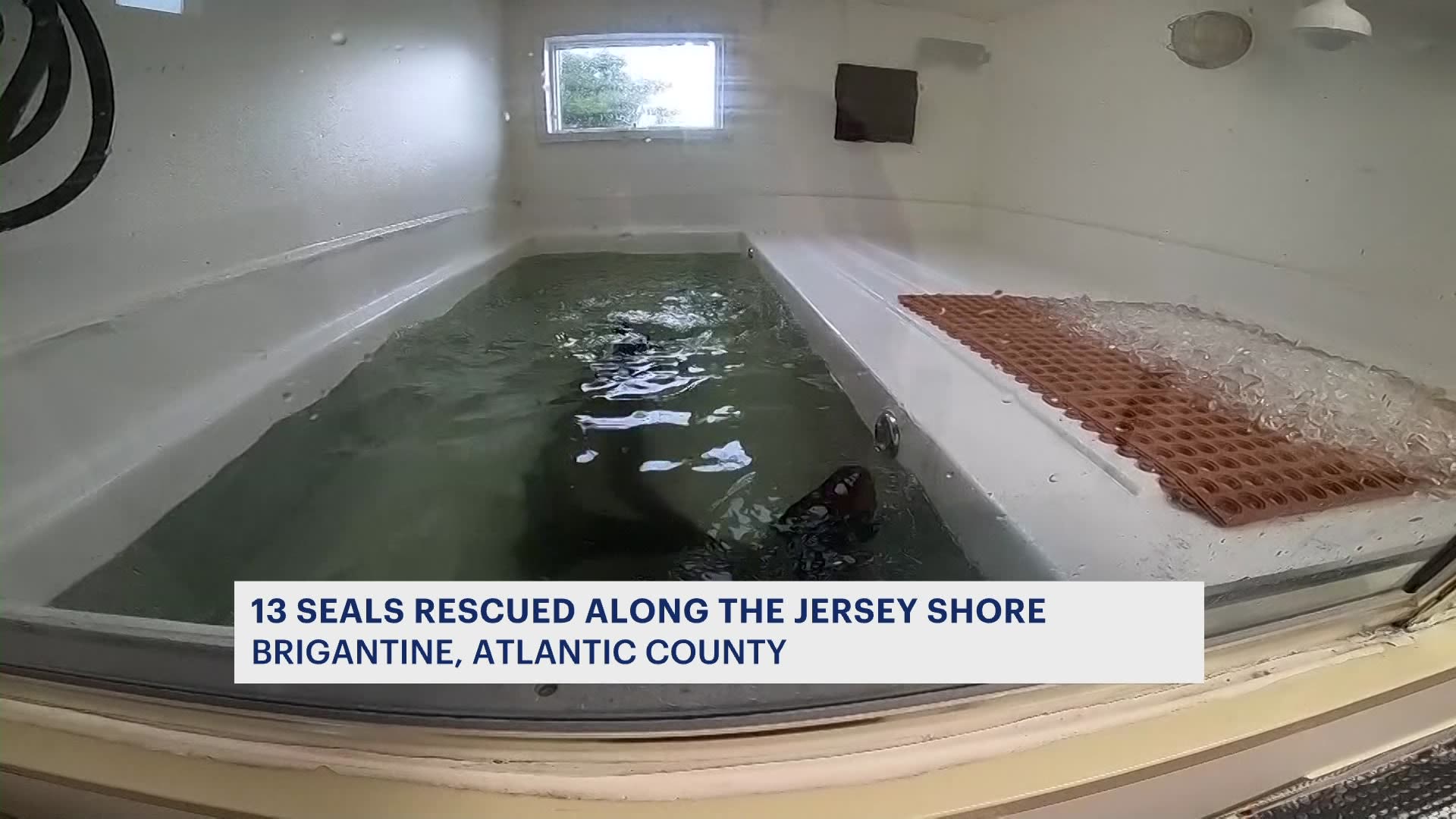Why are so many seals being rescued from the Shore? Warming seas may be ...