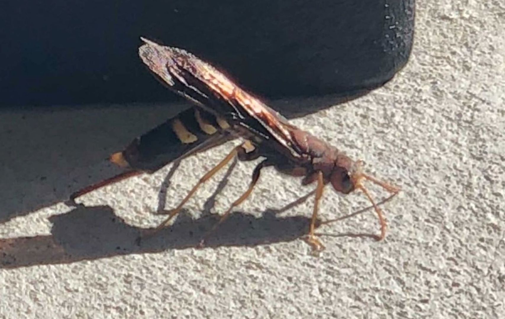 Experts: Bug spotted in Cornwall not a ‘murder hornet’ but a Pigeon Tremex