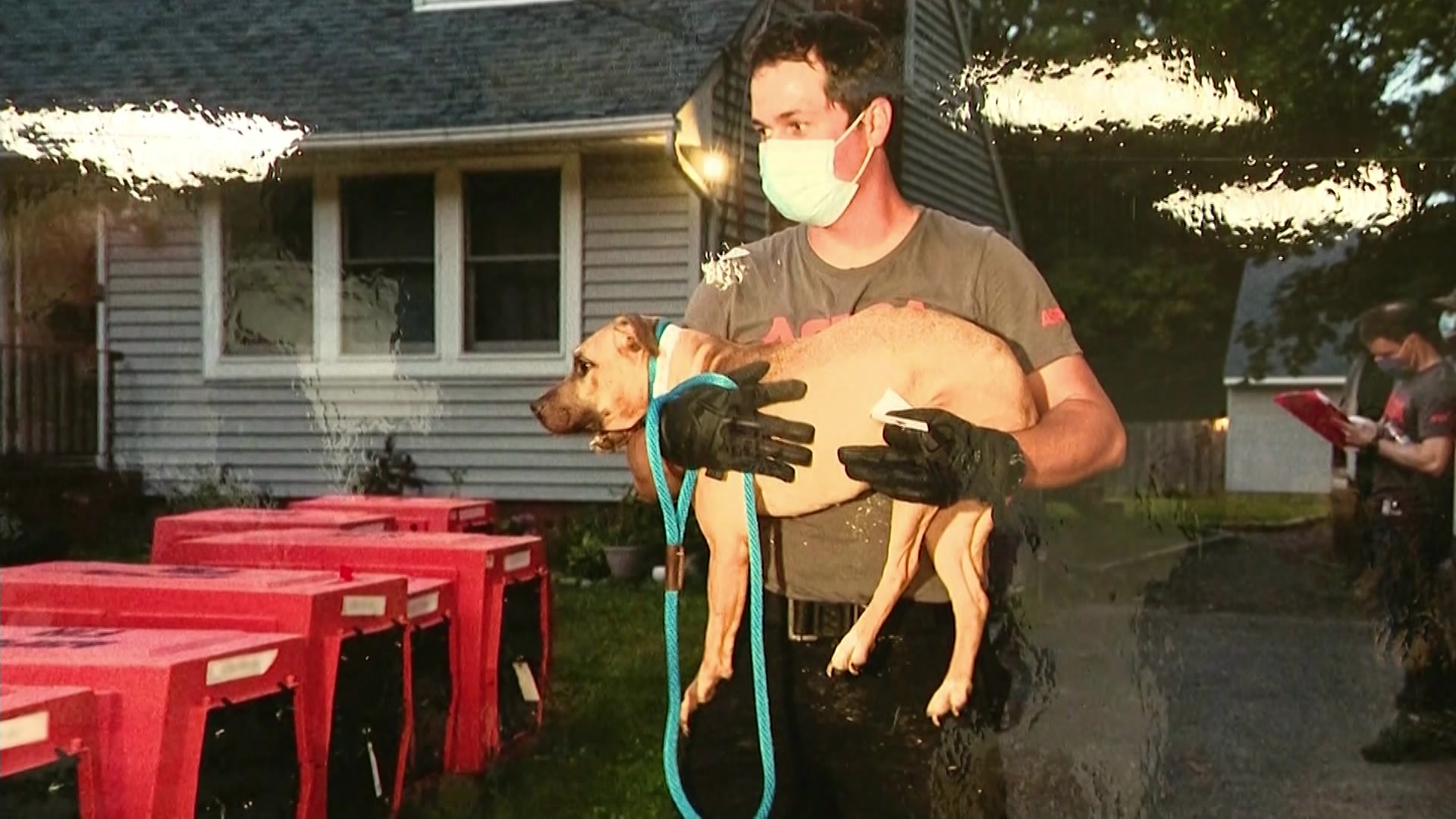 Police: 10 arrested, 89 dogs seized in 1 of the biggest dogfighting ...
