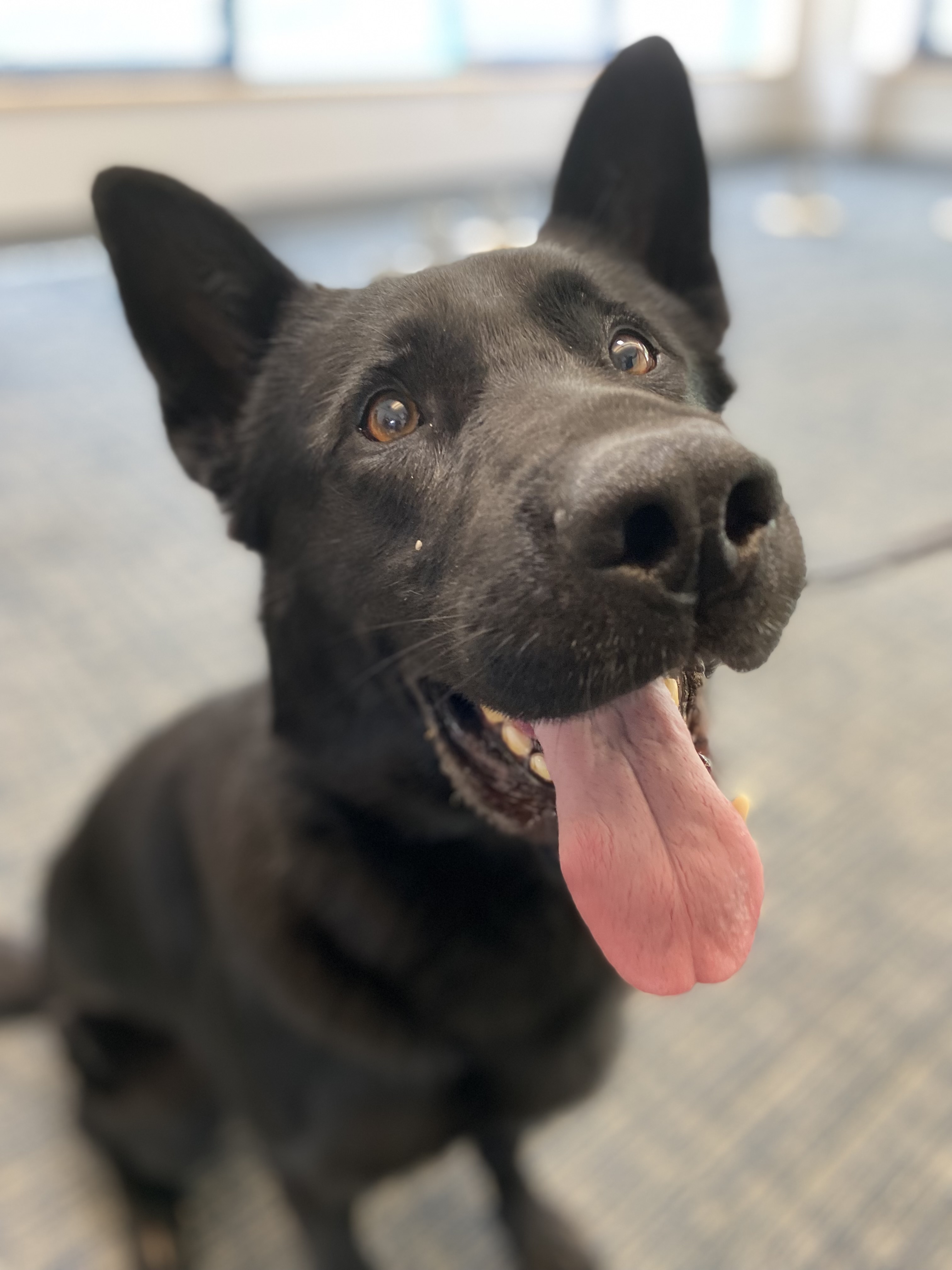 News 12 | Hudson Valley | Atf Holds Police K 9 Bomb Detection Training ...