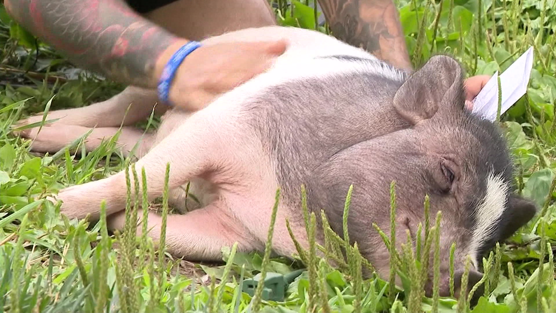 Butler family petitioning to allow pigs as pets