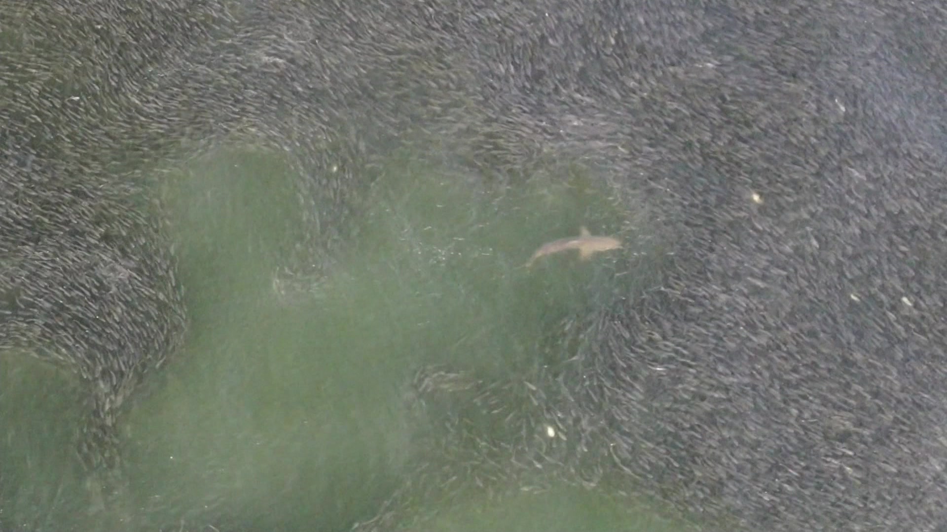 Davis Park Beach on Fire Island closed until further notice due to ...