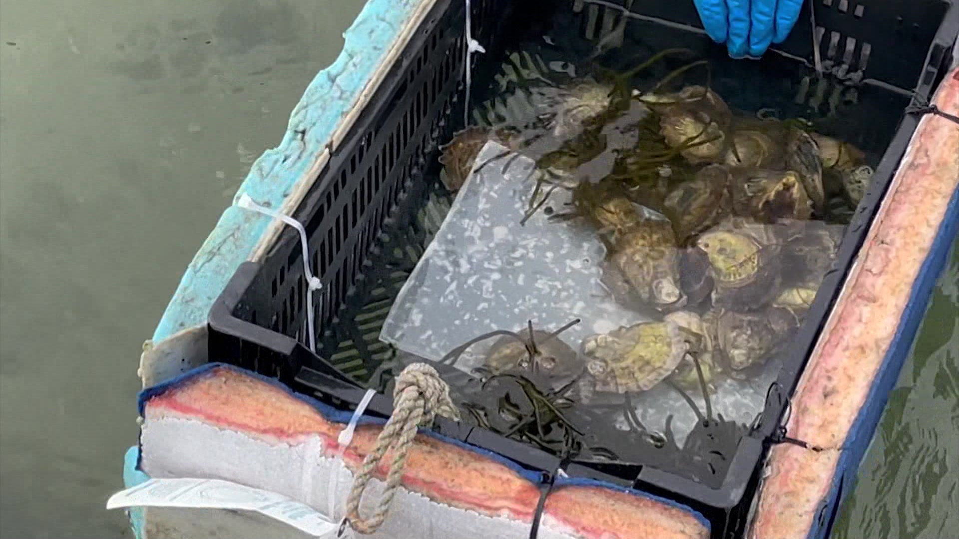 East End: Bennett Shellfish in Montauk