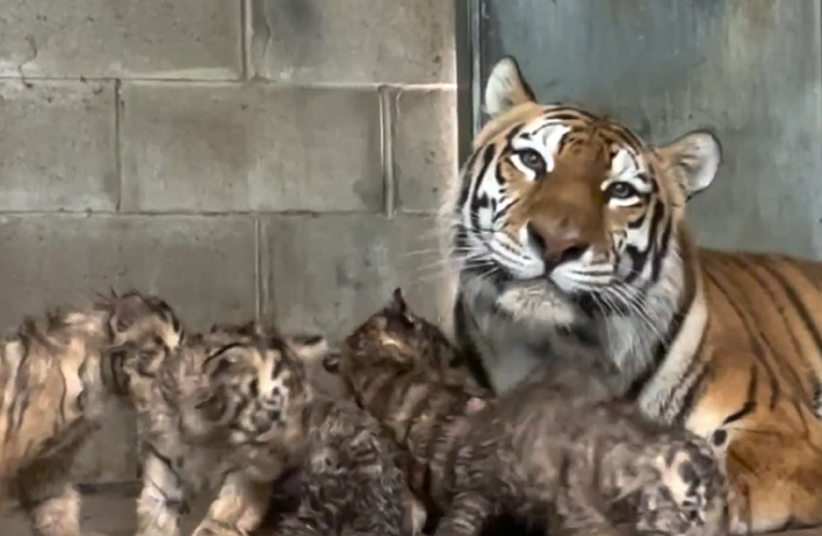 Siberian tiger at Six Flags gives birth to rare 5-cub litter