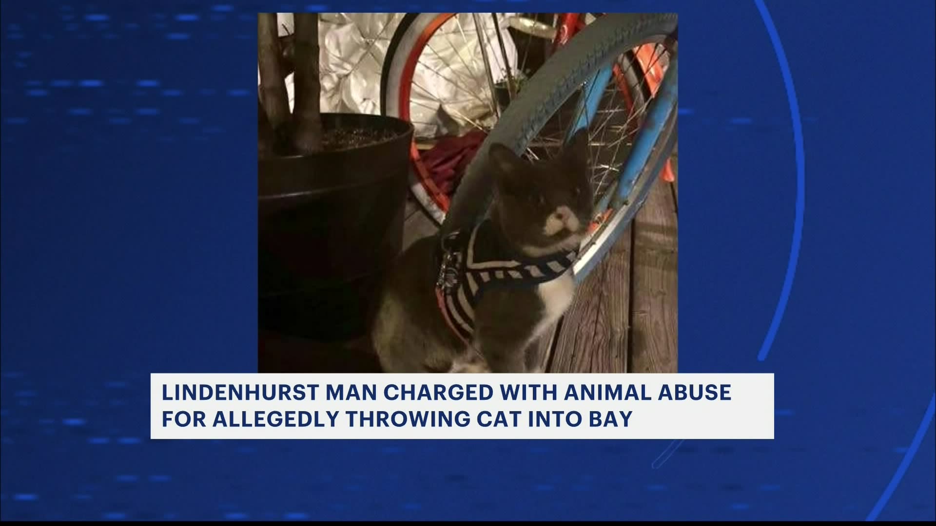 Man charged with animal abuse after cat thrown into water at Fire Island