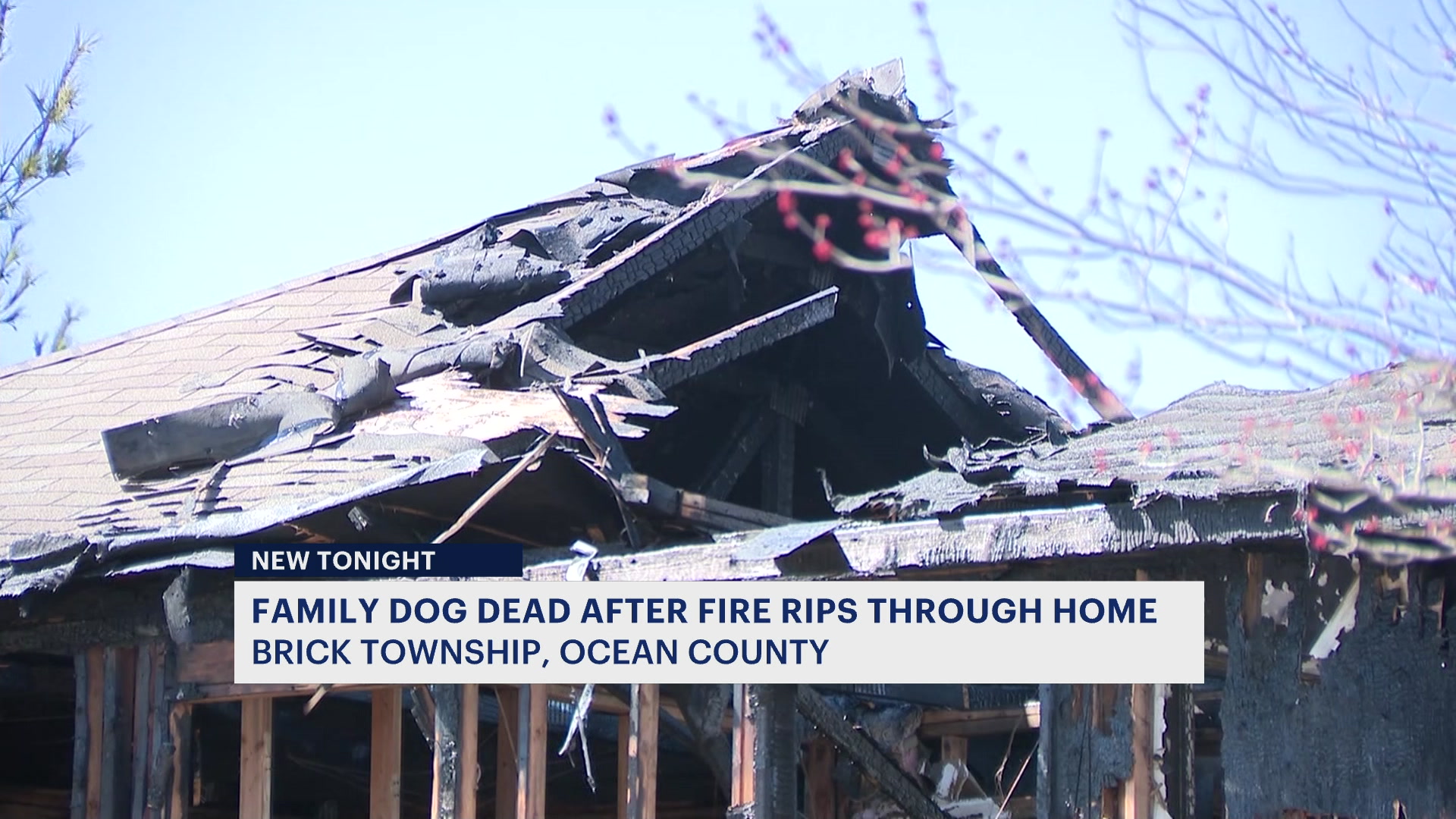 News 12 | New Jersey | Neighbors Dog Dies House Destroyed In Brick ...