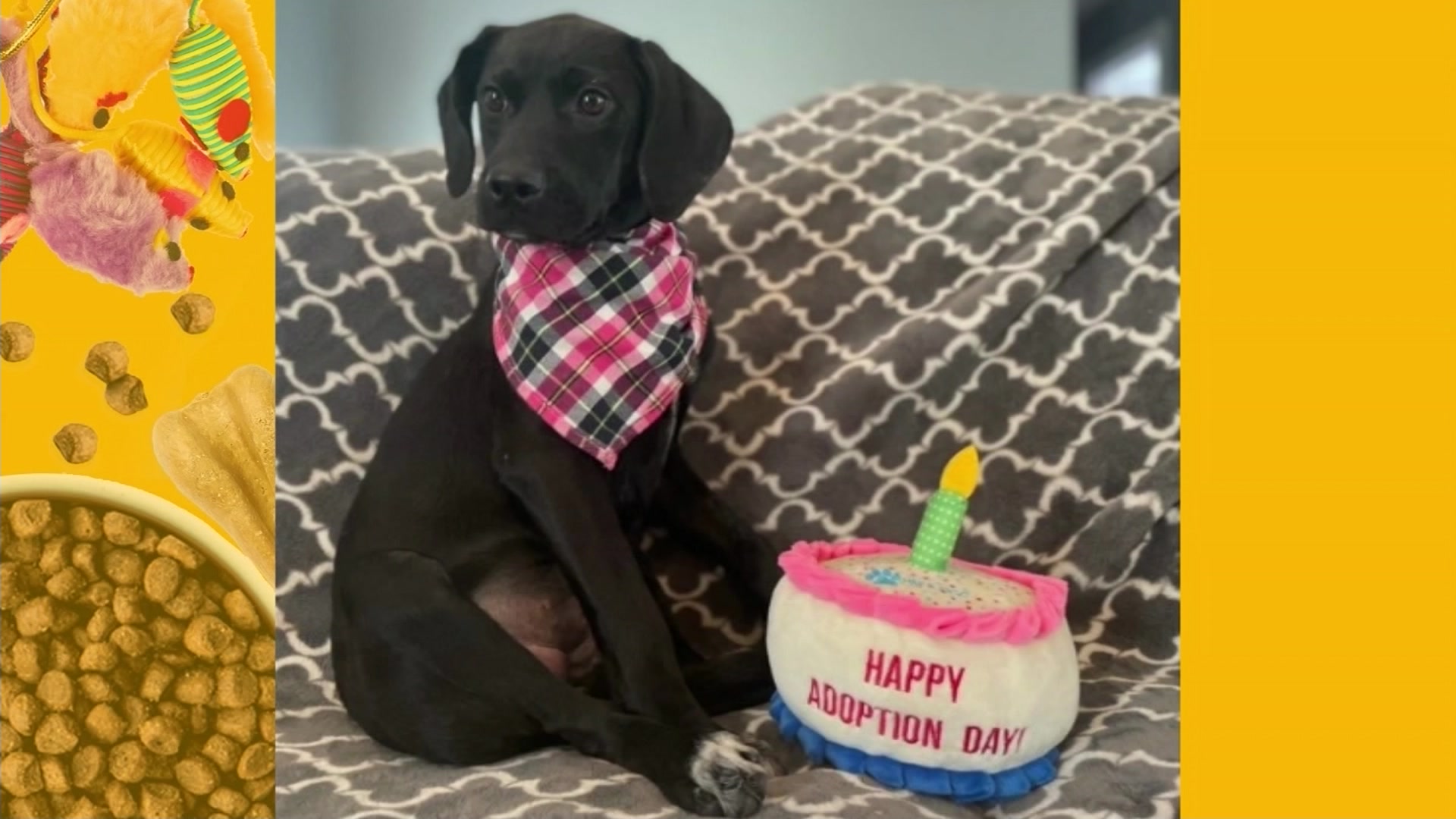 News 12 | Long Island | Paws & Pals: Dogs up for adoption at Posh Pets ...