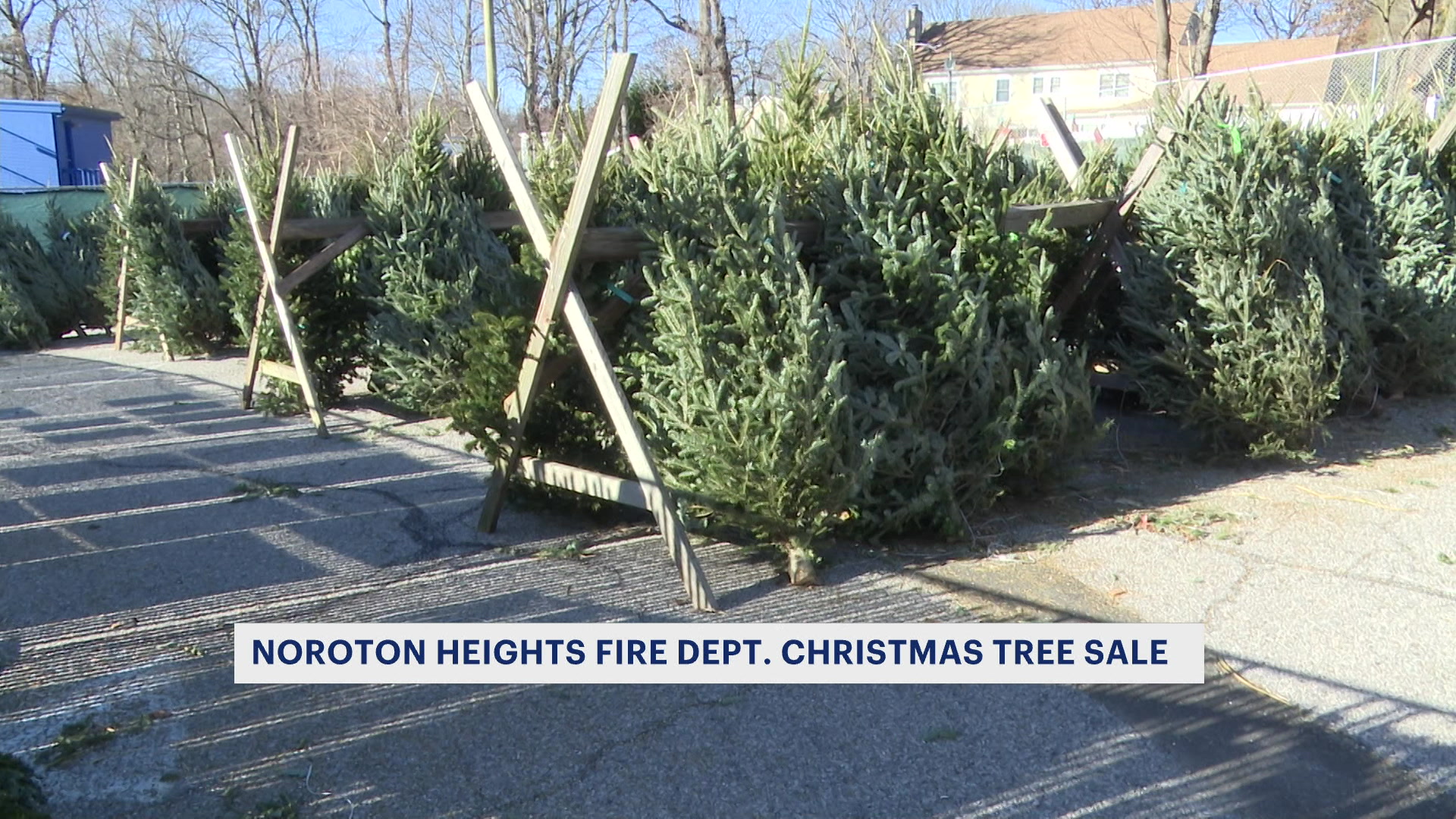 News 12 | Long Island | Christmas tree sale raises money for Noroton ...