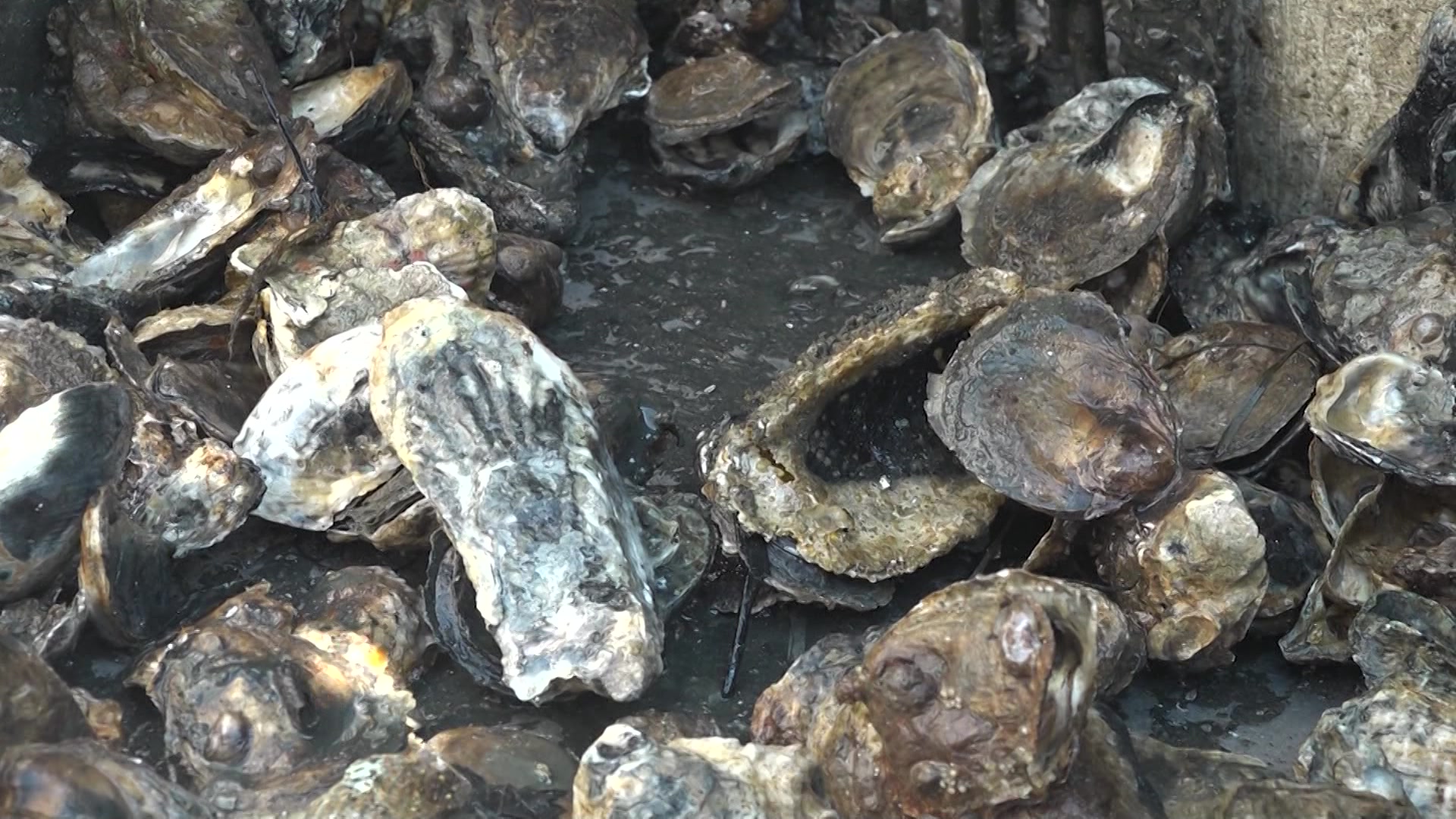 Connecticut health officials issue warning on rare but serious seafood ...