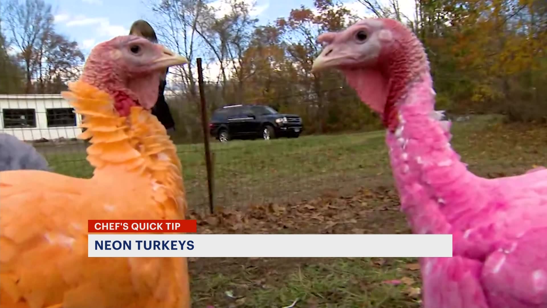 Chef's Quick Tip: Neon Turkey