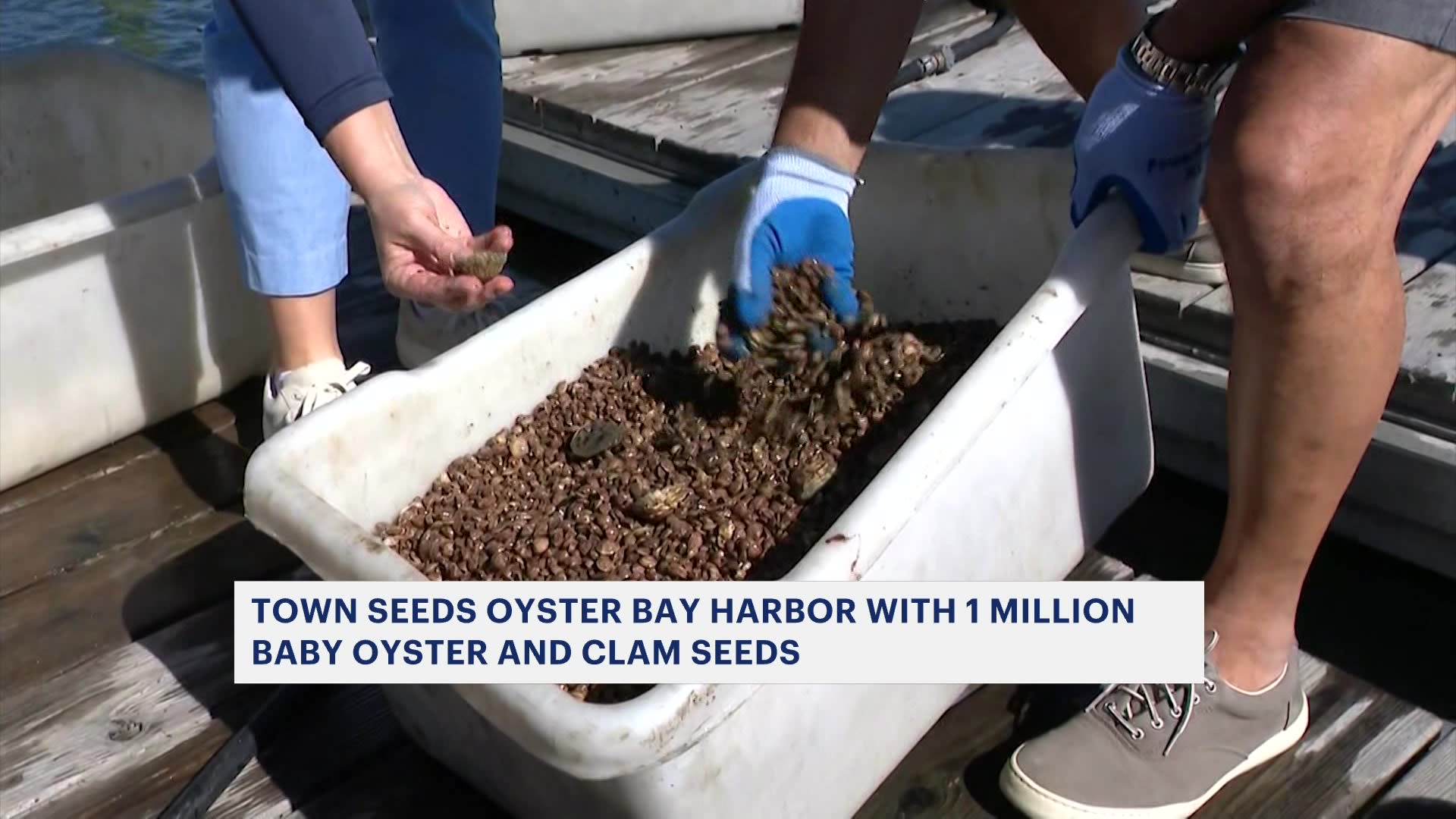 Oyster Bay deposits millions of baby oyster and clam seeds into harbor