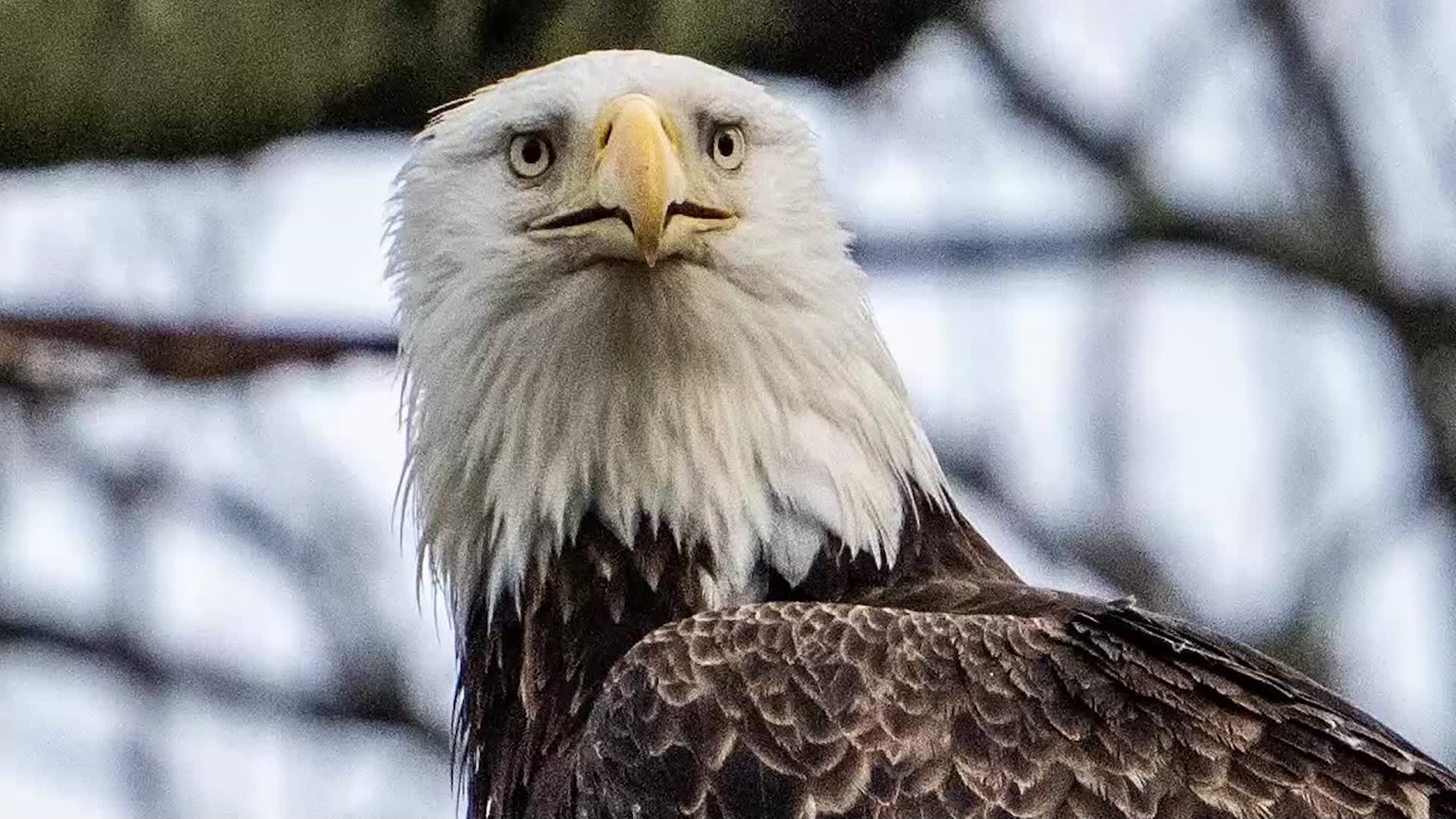 Residents: Centerport development would threaten bald eagle habitat