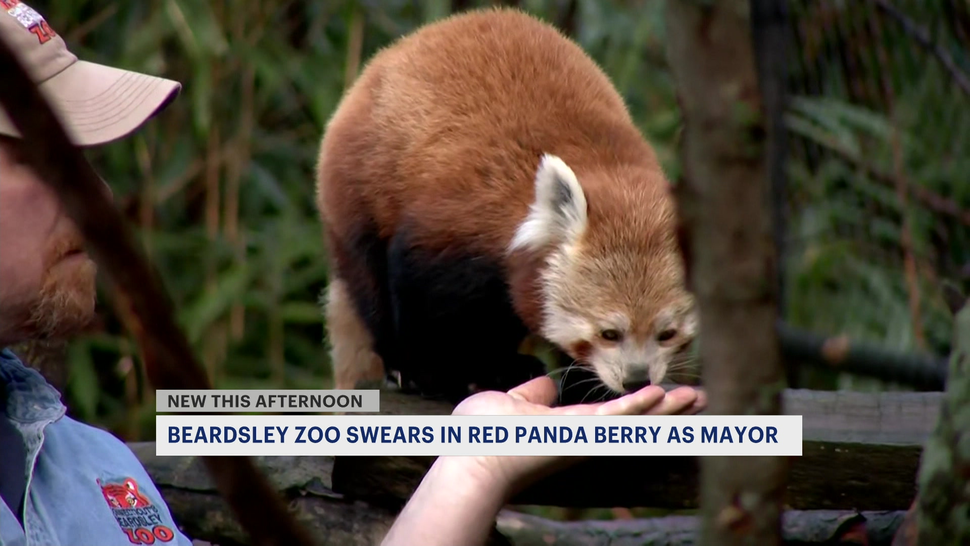 Beardsley Zoo inaugurates Berry the Panda as new mayor