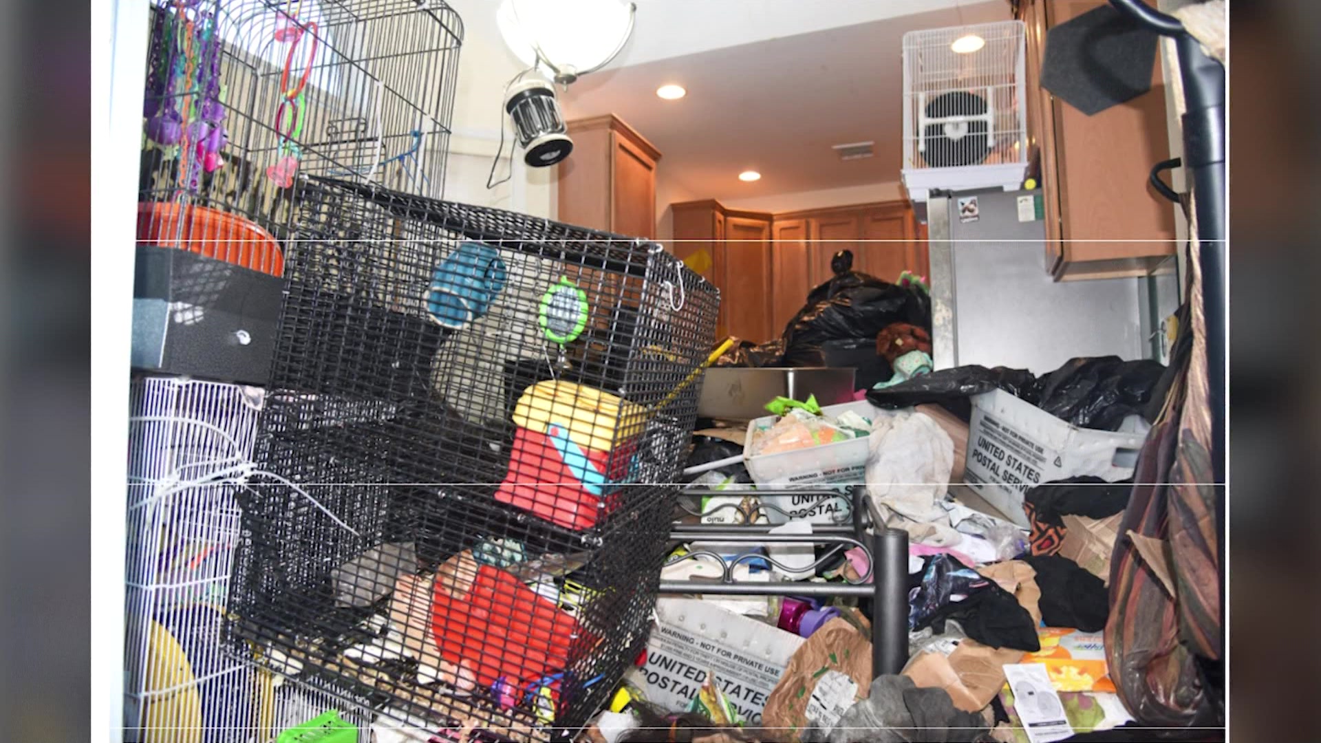 News 12 | Westchester | Suffolk Spca Dead And Neglected Animals Drugs ...
