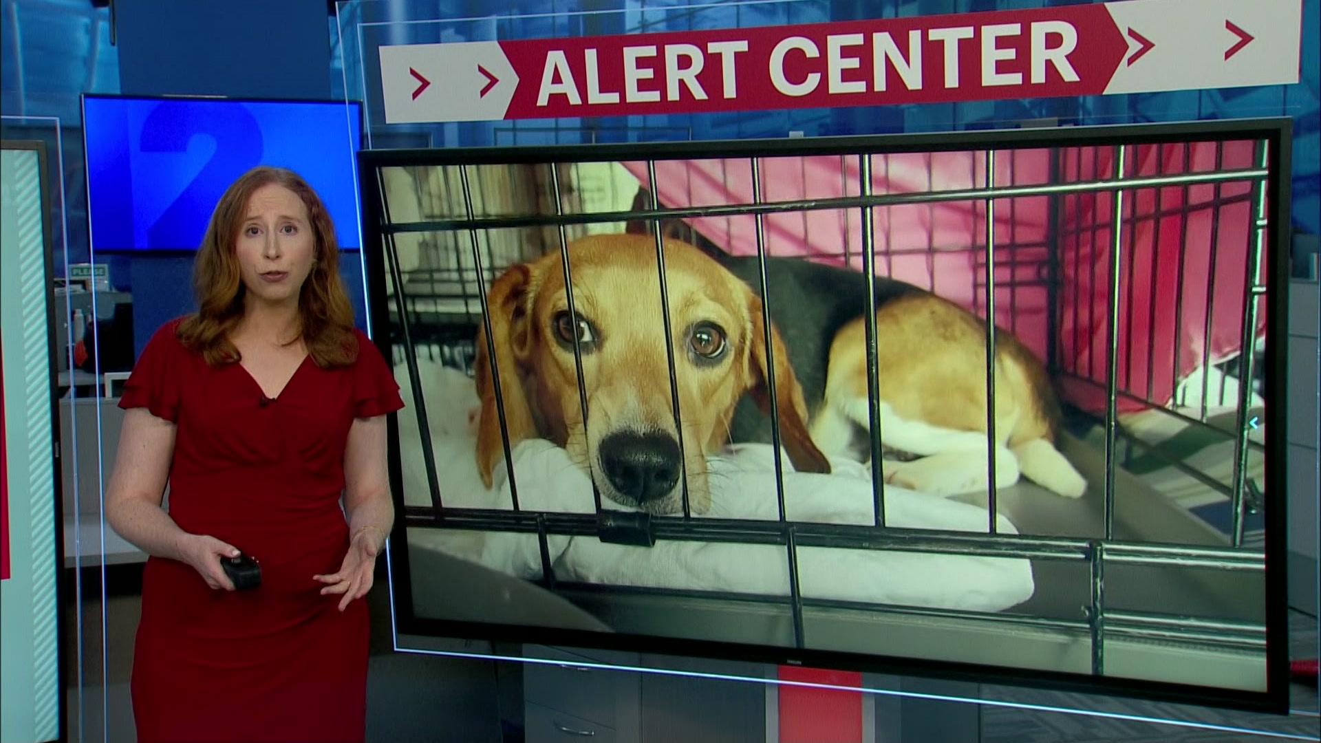 SPCA Westchester rescues beagles from mass breeding facility in Virginia