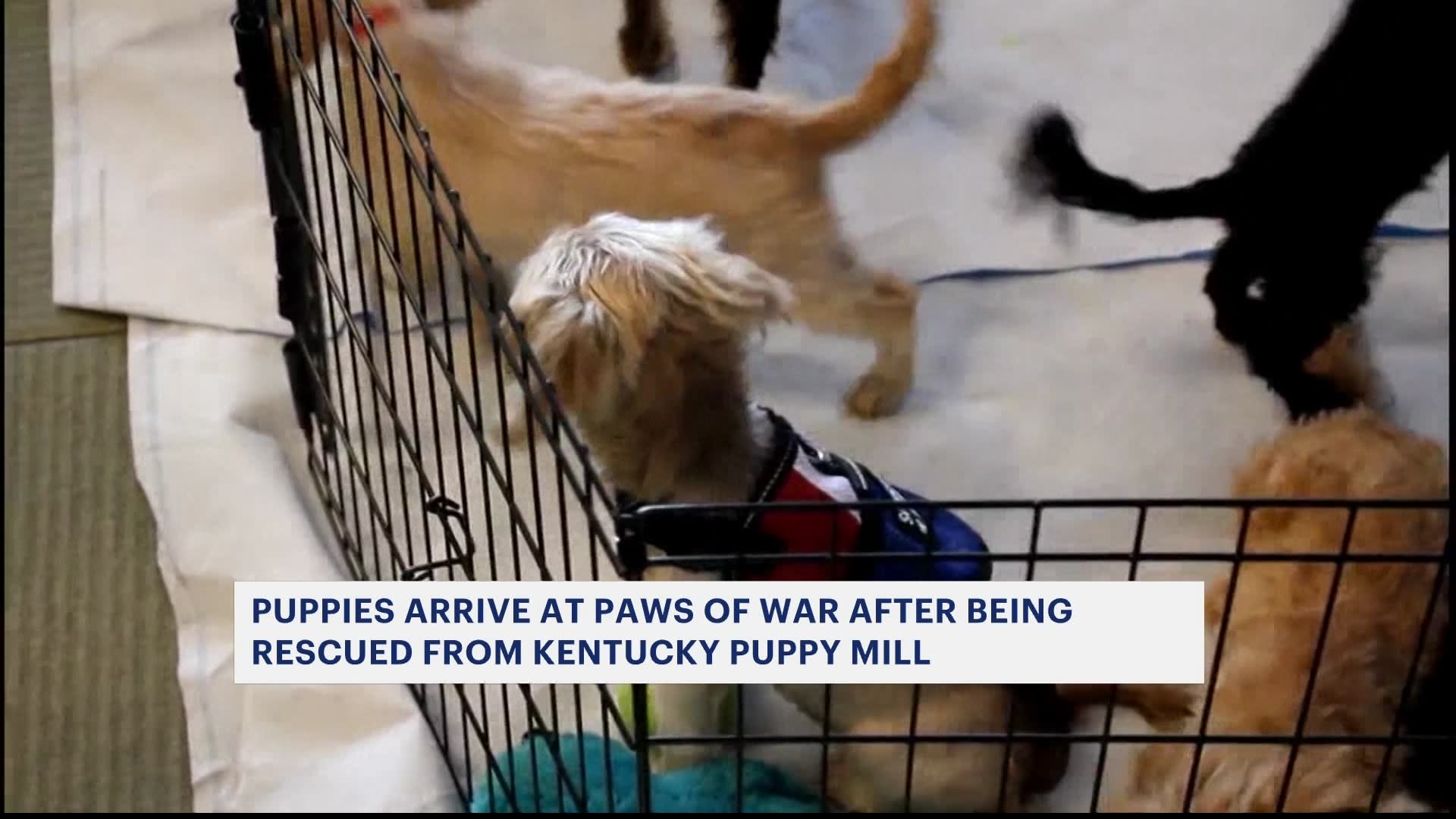 6 dogs rescued from Kentucky puppy mill arrive at Paws of War ...