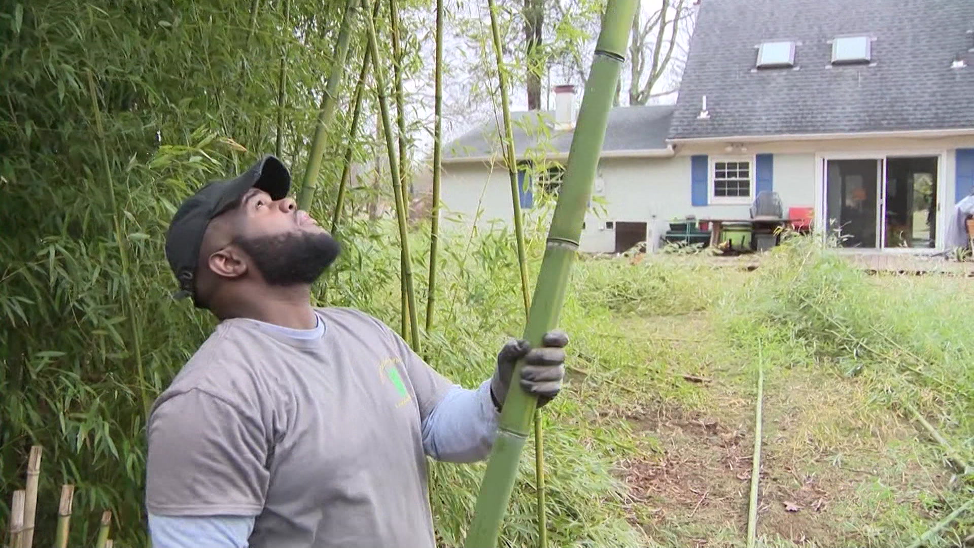 News 12 | Connecticut | Bamboo Ban Towns Enact Rules Surrounding ...