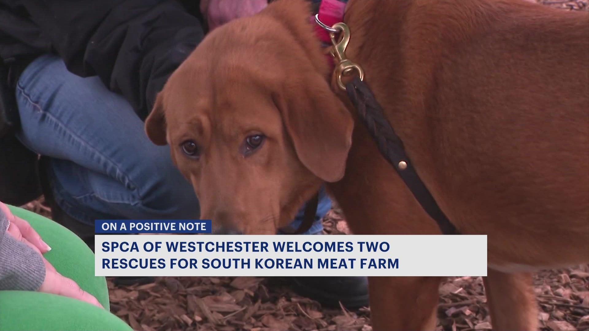 SPCA Westchester welcomes dogs rescued from South Korean meat farm