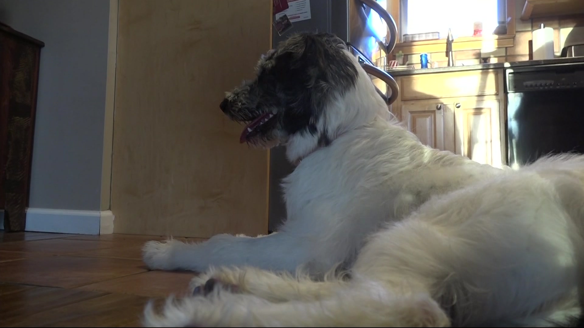 News 12 | Bronx | Family Takes Care Of Dog Abandoned In Cold Weather In ...